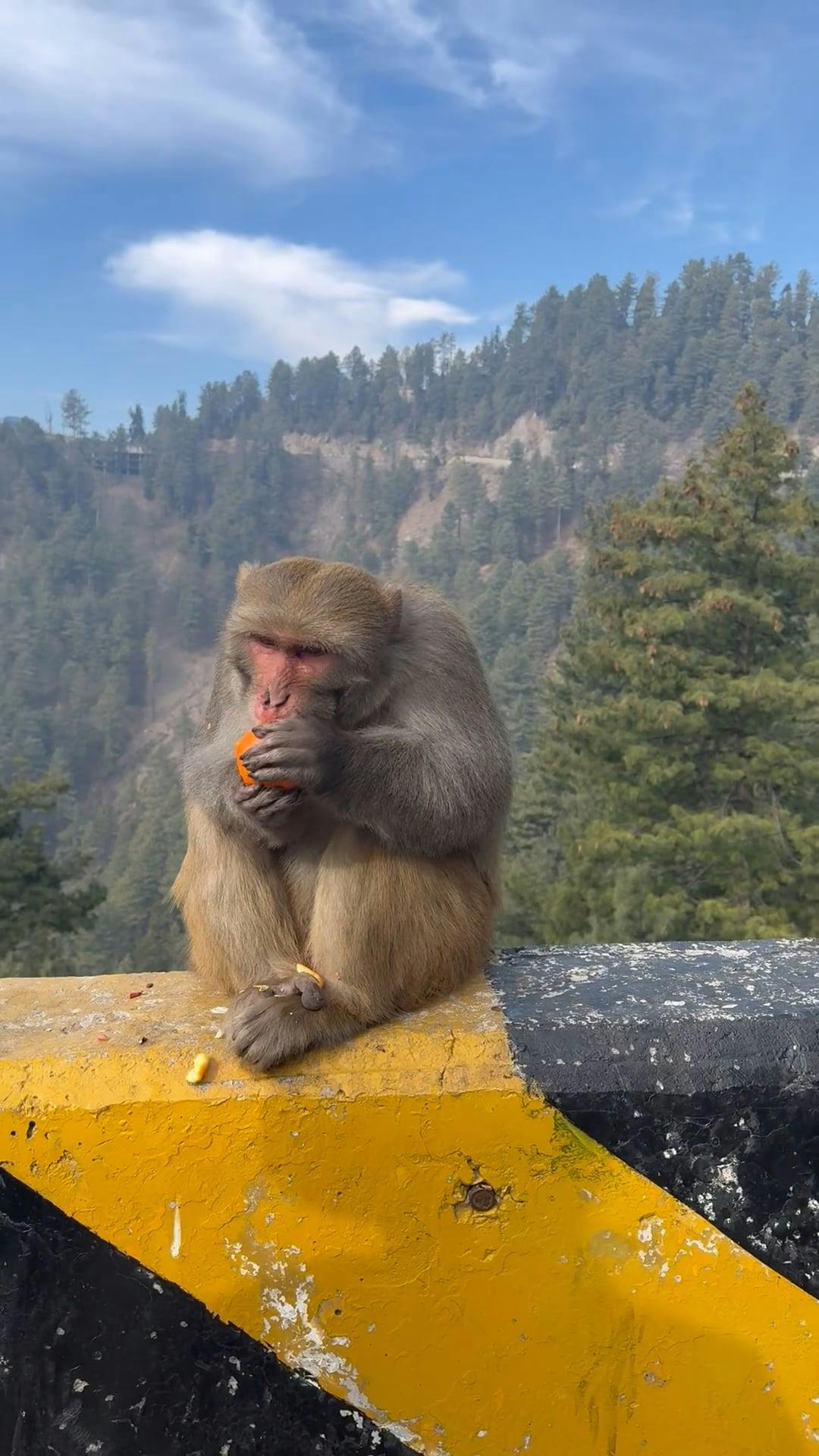 monkey eating orange Free Stock Video Footage, Royalty-Free 4K & HD ...