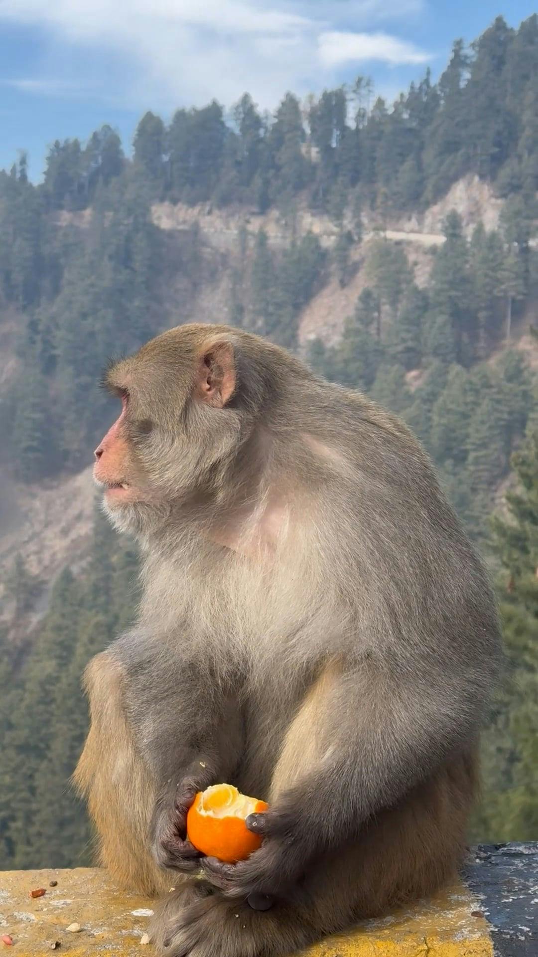 Monkey Eating Free Stock Video Footage, Royalty-Free 4K & HD Video Clip