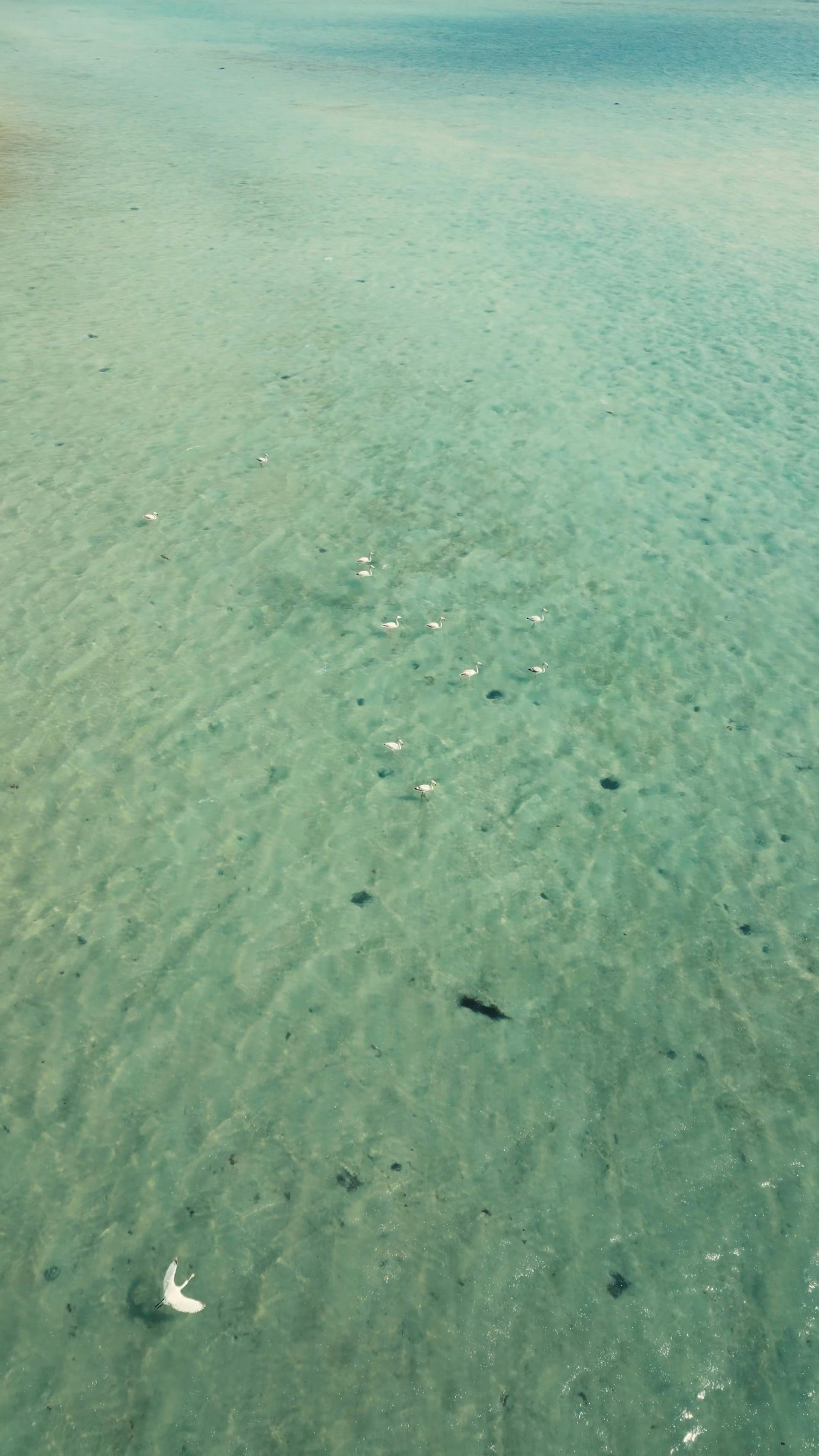 4k Vertical Animals Videos, Download The BEST Free 4k Stock Video ...