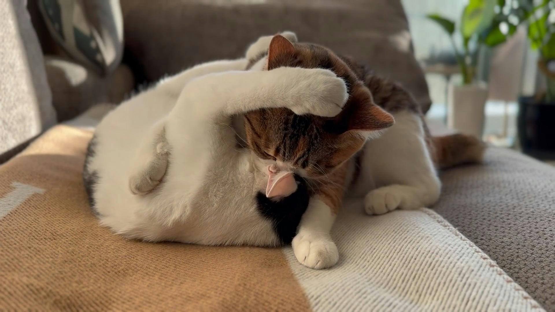 A cat is laying on top of another cat Free Stock Video Footage, Royalty ...