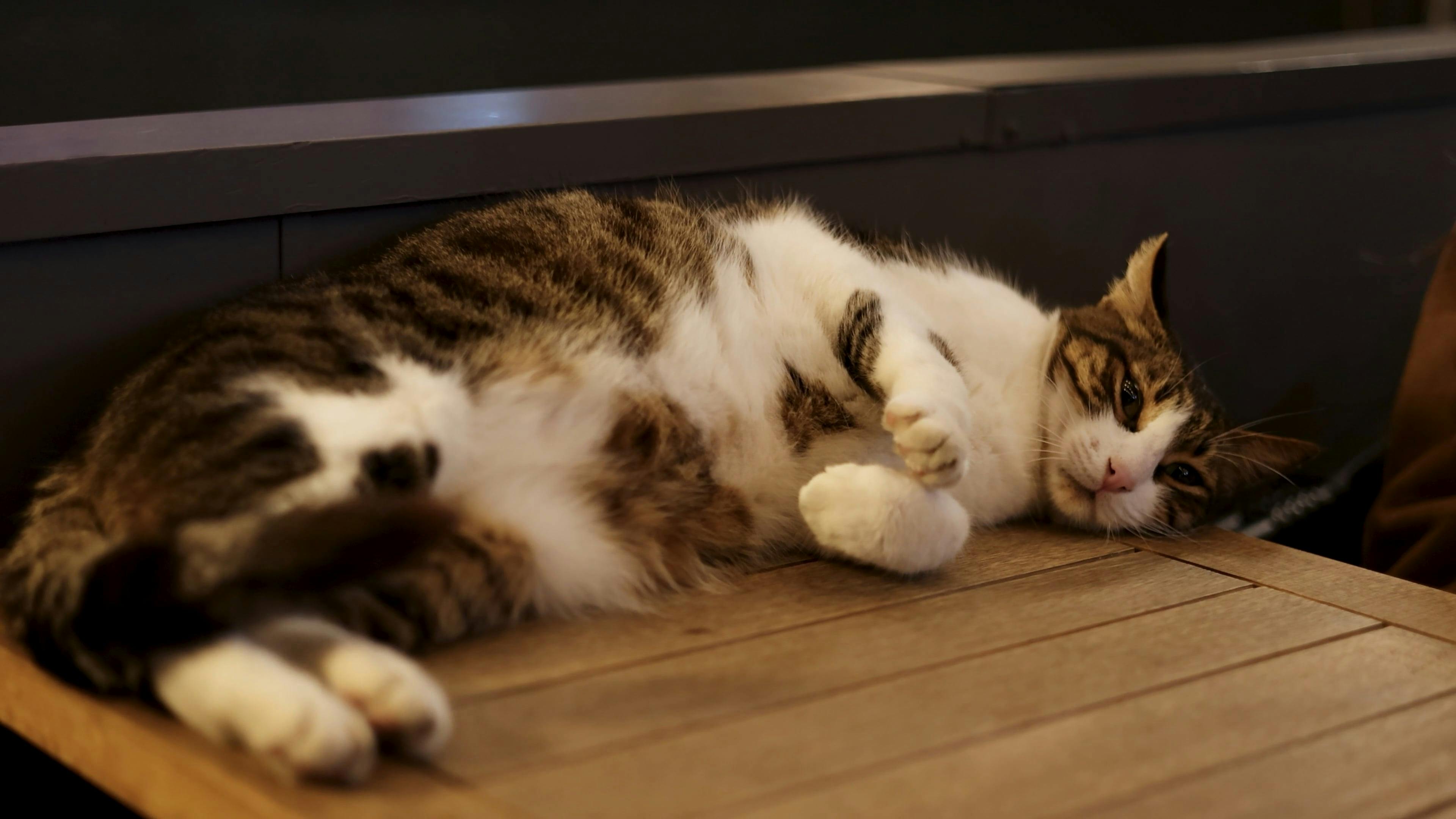 Sleep Cats Videos, Download The BEST Free 4k Stock Video Footage & Sleep Cats HD Video Clips