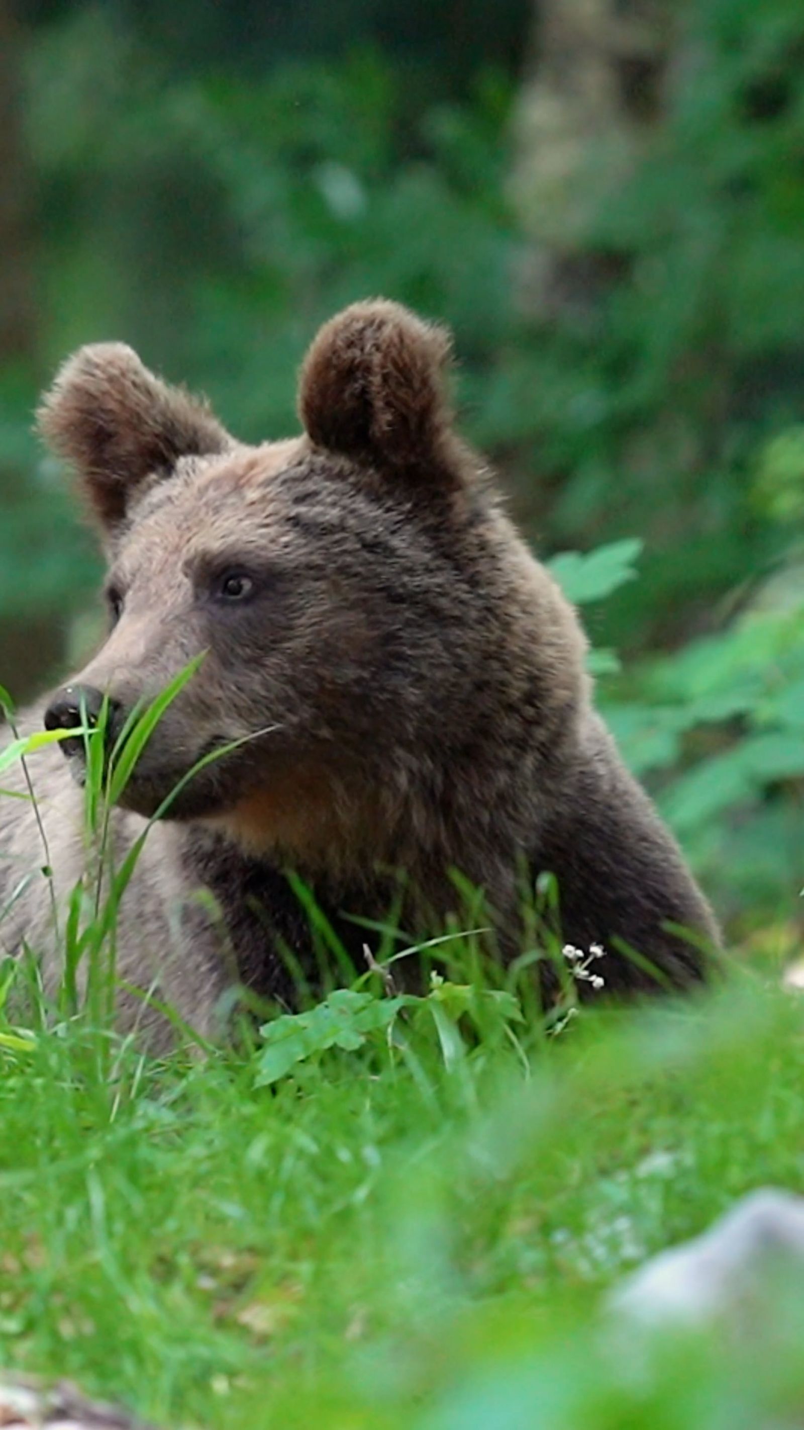 Bears Videos, Download The BEST Free 4k Stock Video Footage & Bears HD ...