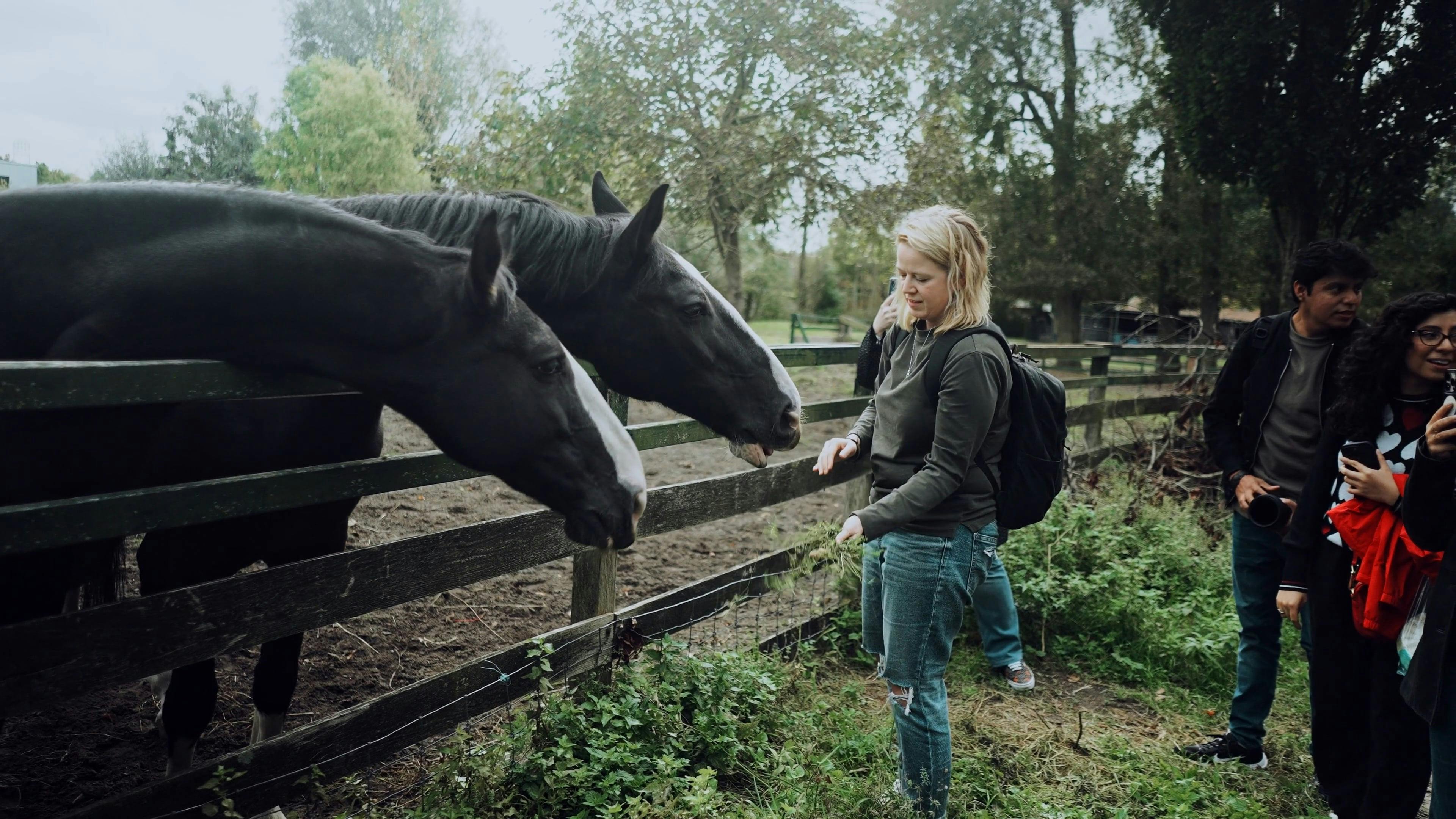A group of people feeding horses in a field Free Stock Video Footage ...