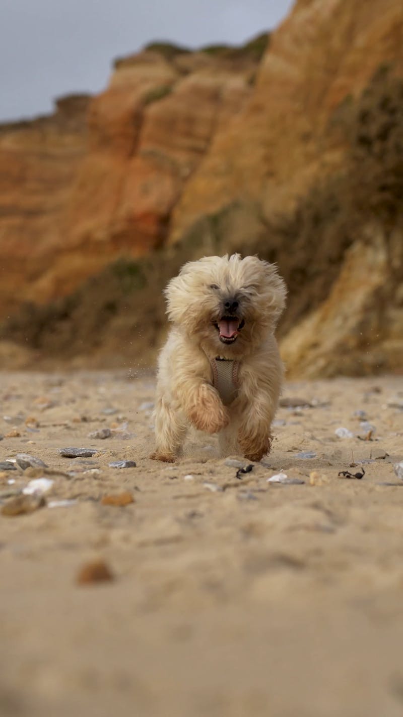 Dog+Knot+Pullout+Compilation Videos, Download The BEST Free 4k Stock ...