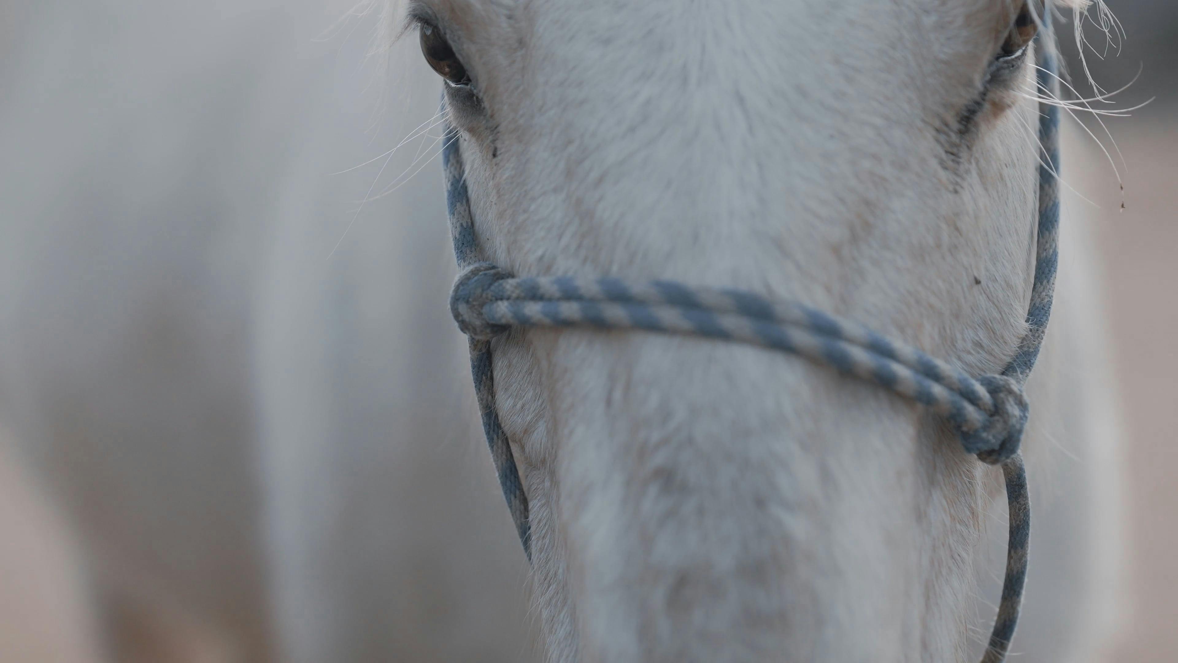 White Stalion Videos, Download The BEST Free 4k Stock Video Footage ...