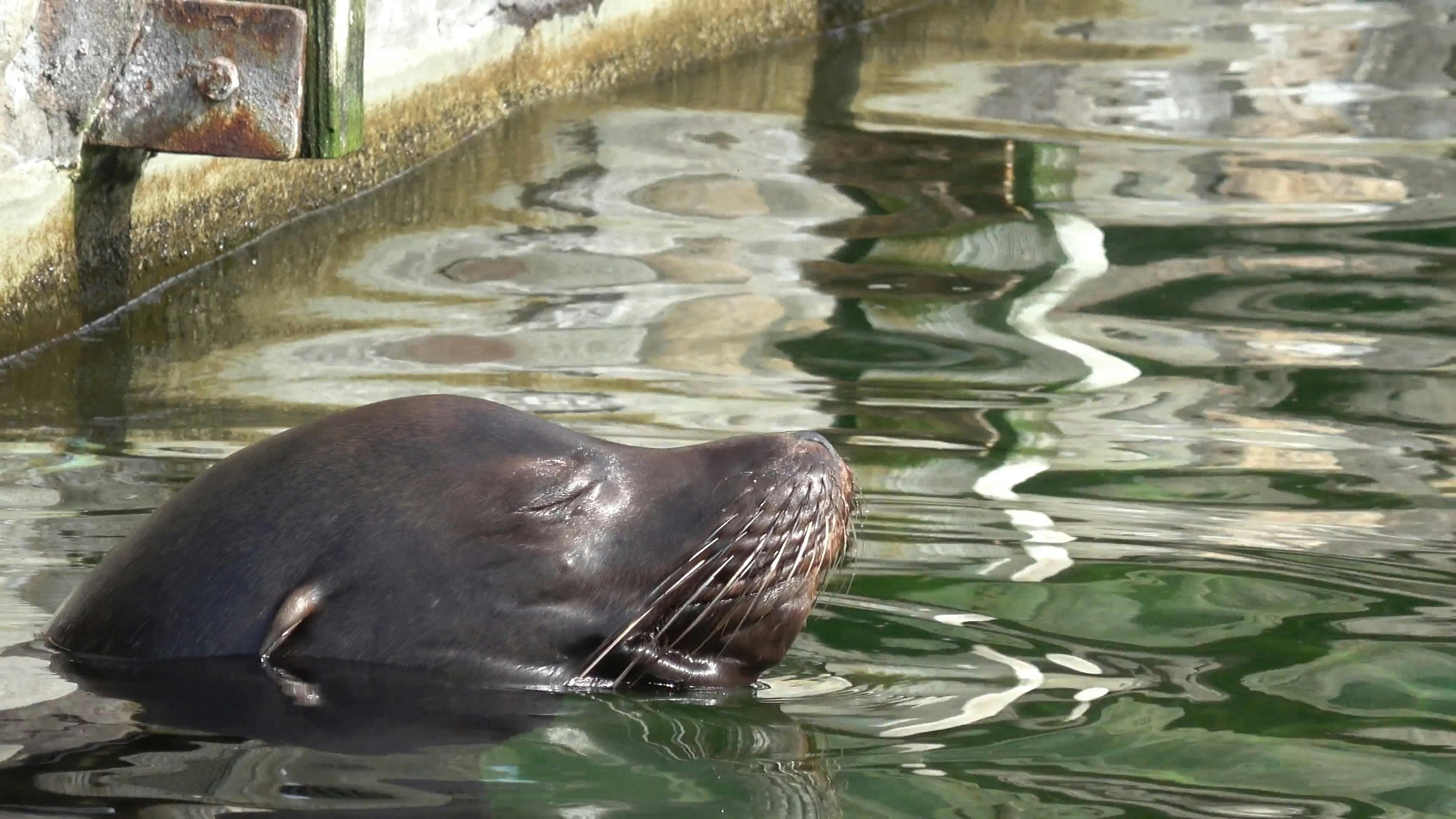 foka Free Stock Video Footage, Royalty-Free 4K & HD Video Clip