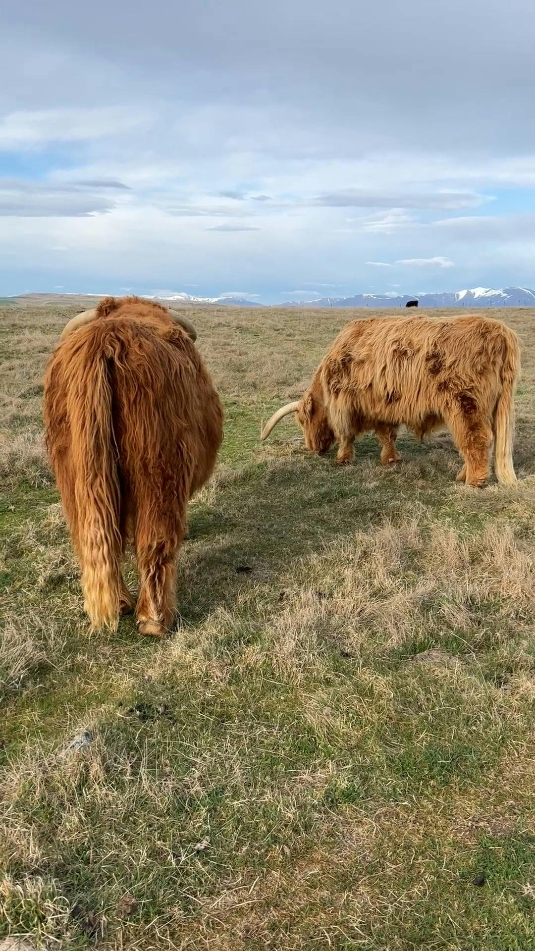 Farms Of Cows Videos, Download The BEST Free 4k Stock Video Footage ...