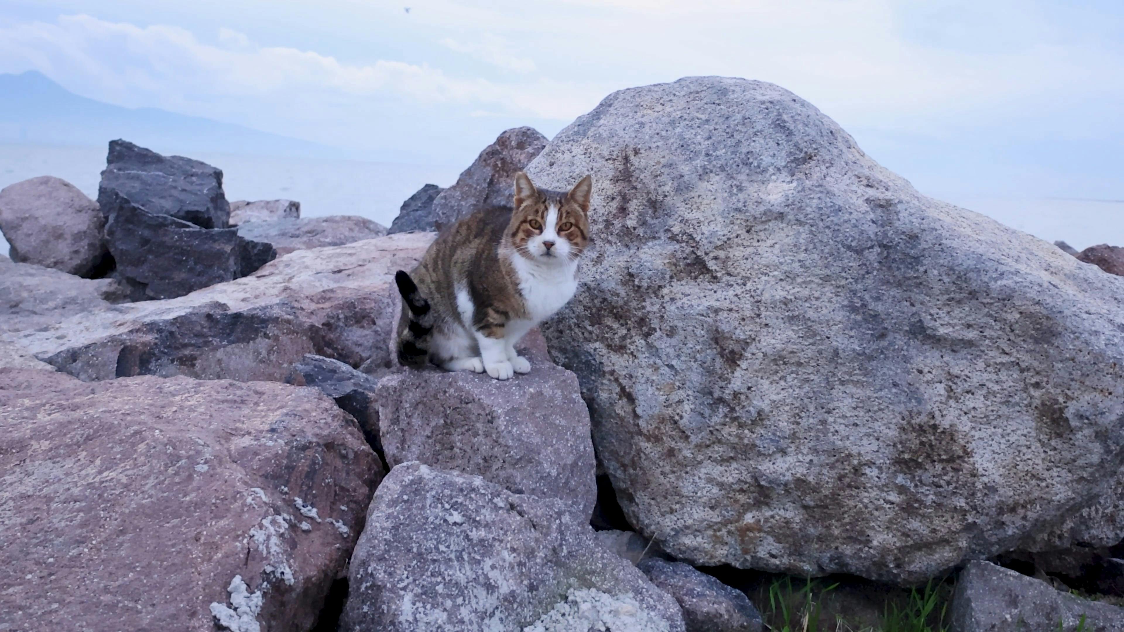 Cat Lying On Rock With City Background Free Stock Video Footage ...
