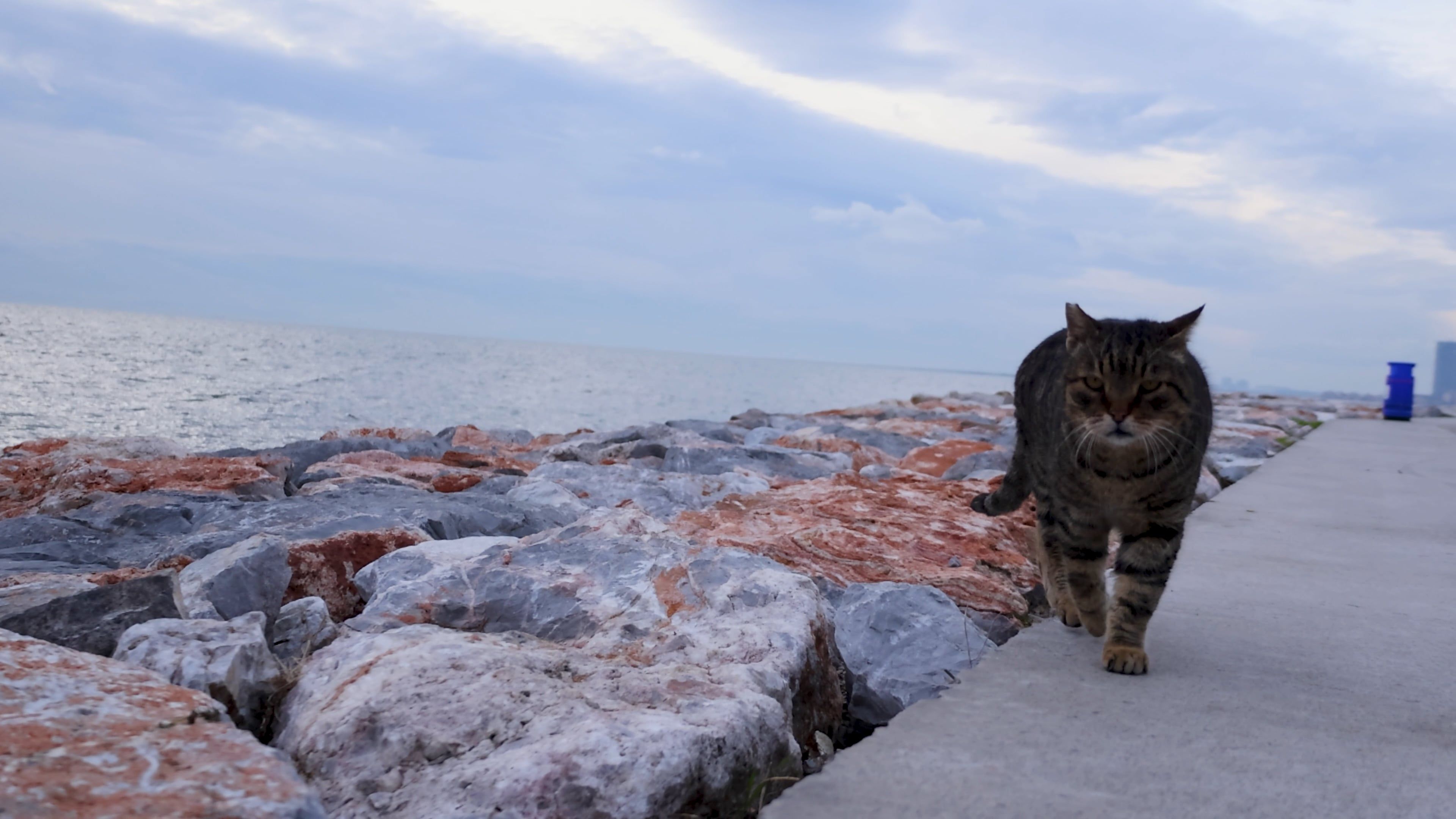 Tabby Brown Stray Cat with Big Head Walking at the Rocky Seaside Free ...