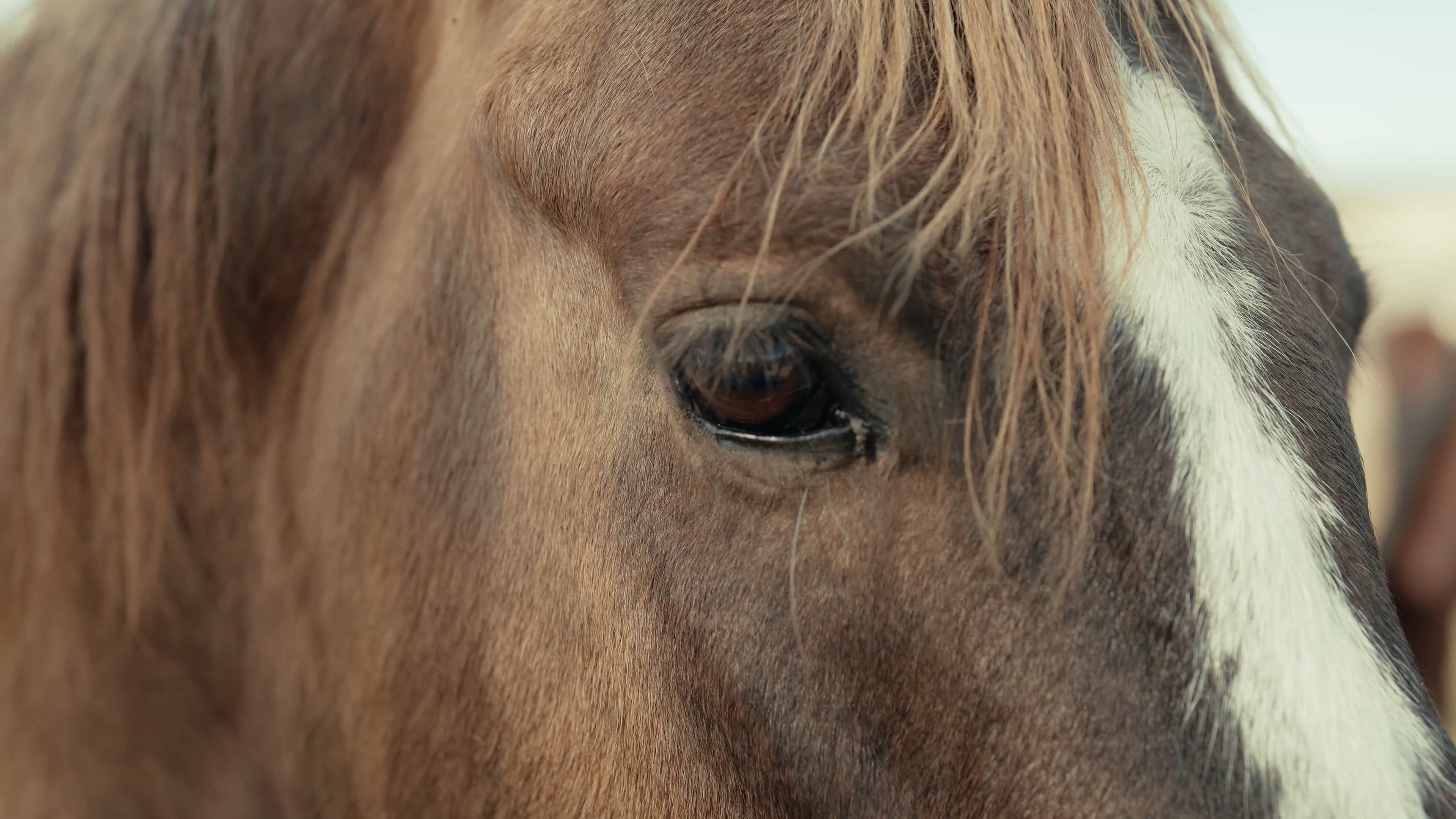 Chestnut Brown Horse Close Up Face Portrait Free Stock Video Footage ...