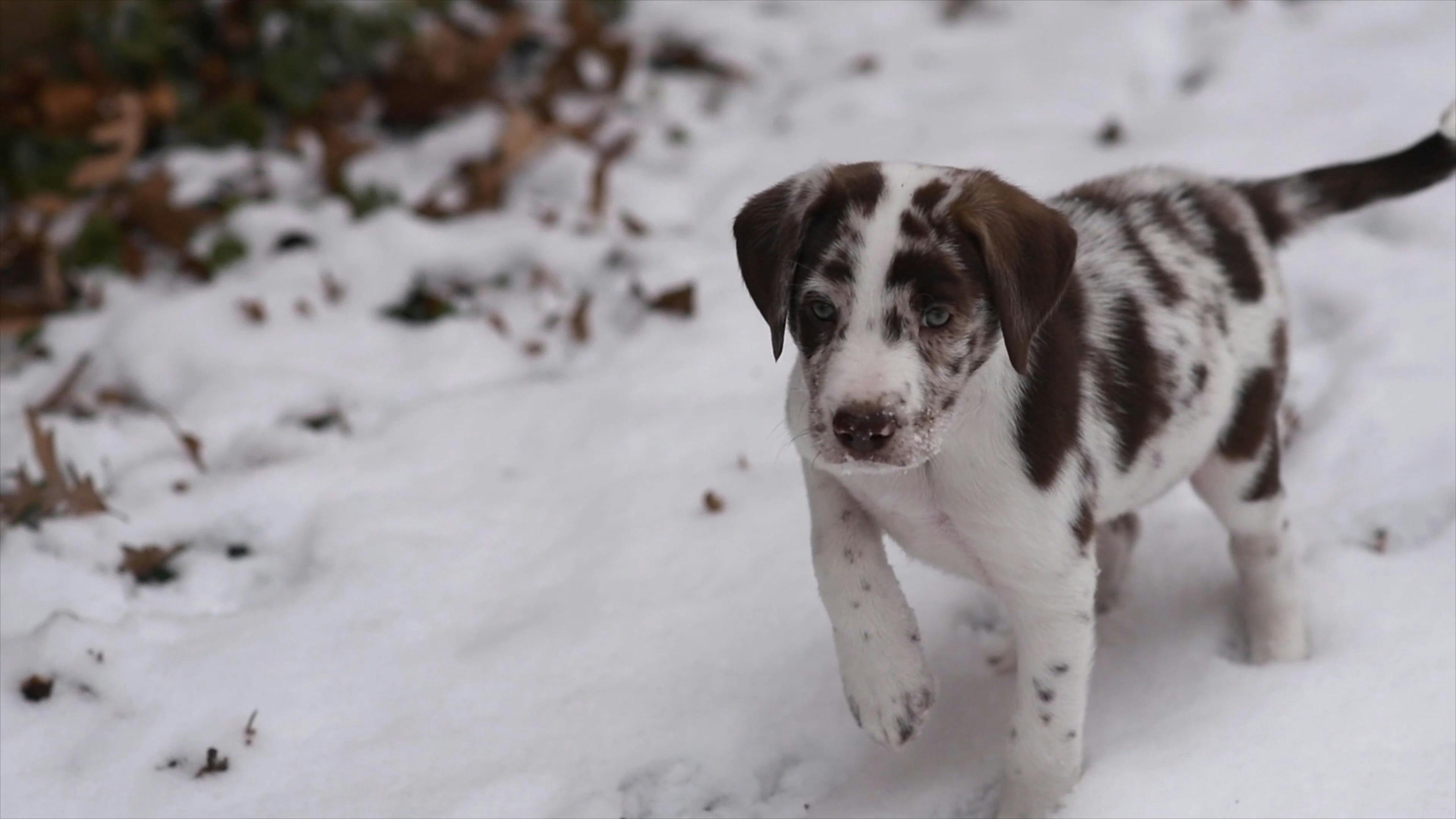 Short Video Animal Videos, Download The BEST Free 4k Stock Video ...