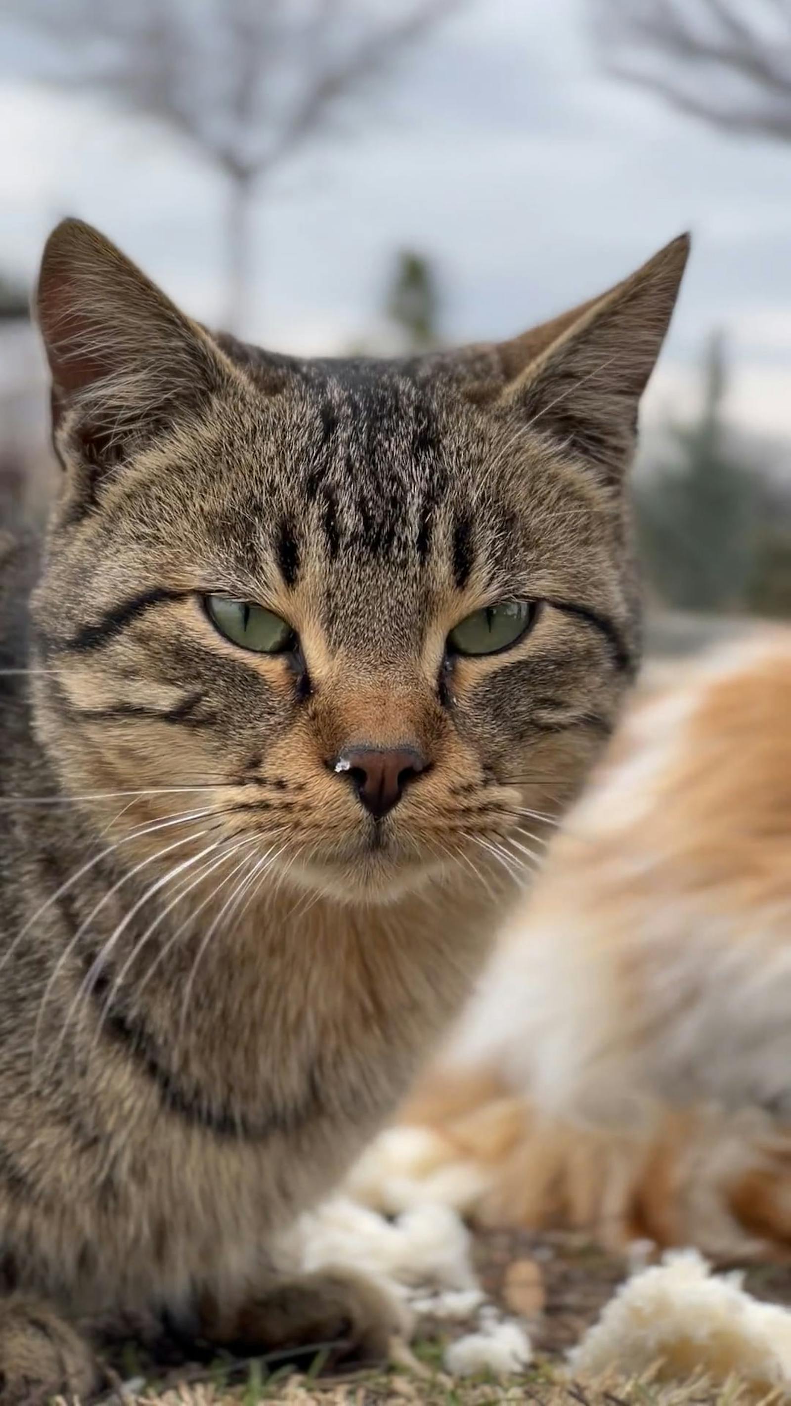 Short Cat Videos Videos, Download The BEST Free 4k Stock Video Footage ...