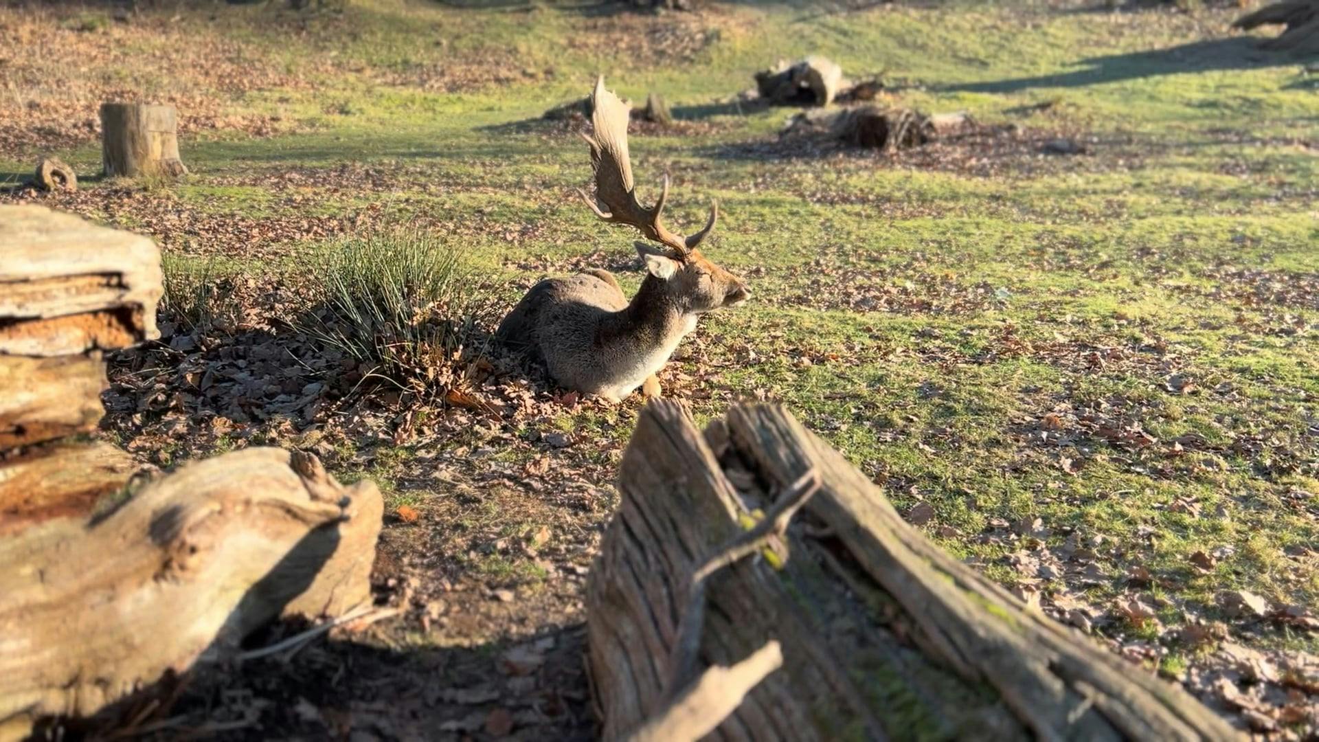 A deer is laying down in the grass near some logs Free Stock Video ...