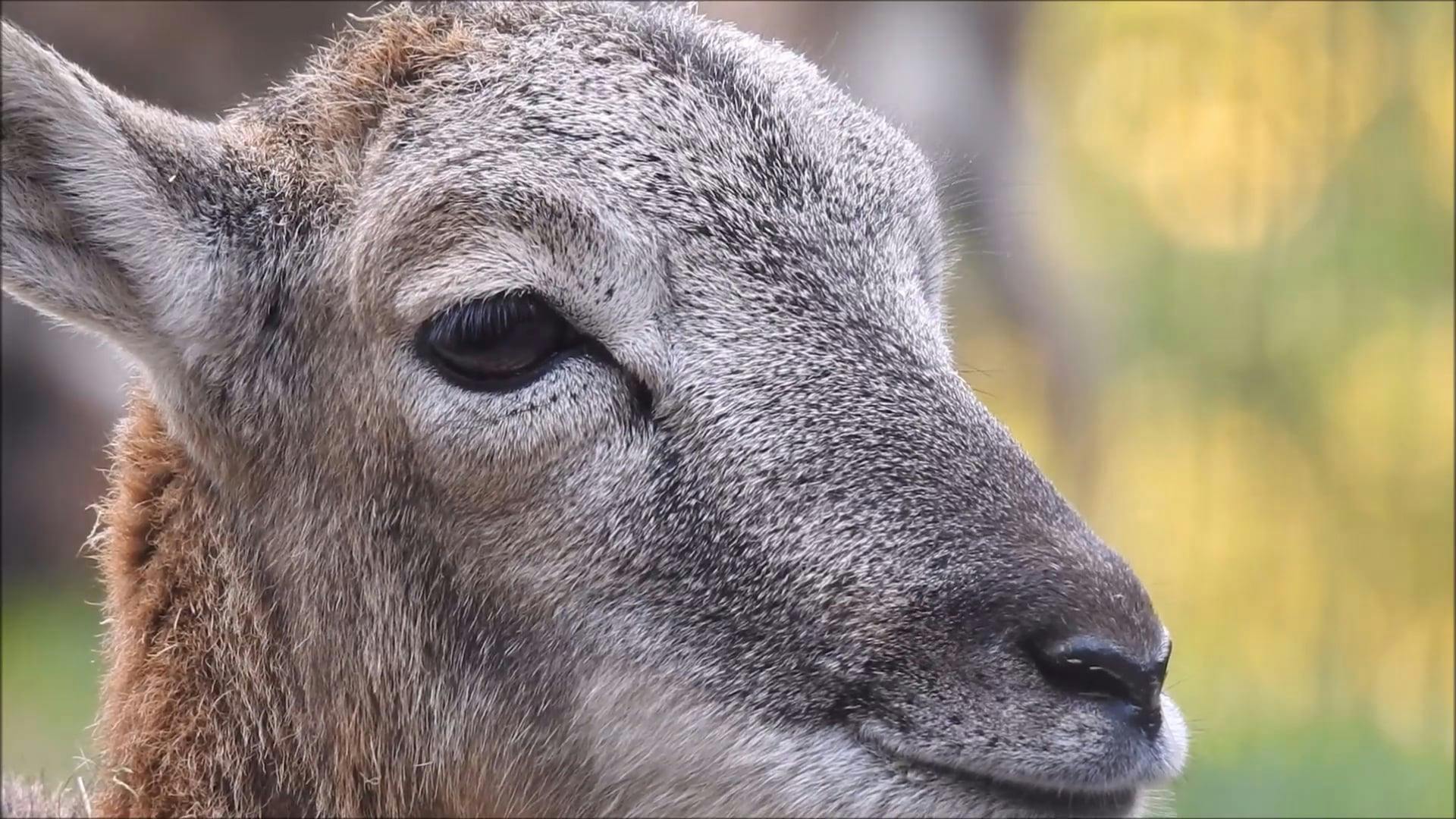 Deer Ram Videos, Download The BEST Free 4k Stock Video Footage & Deer ...