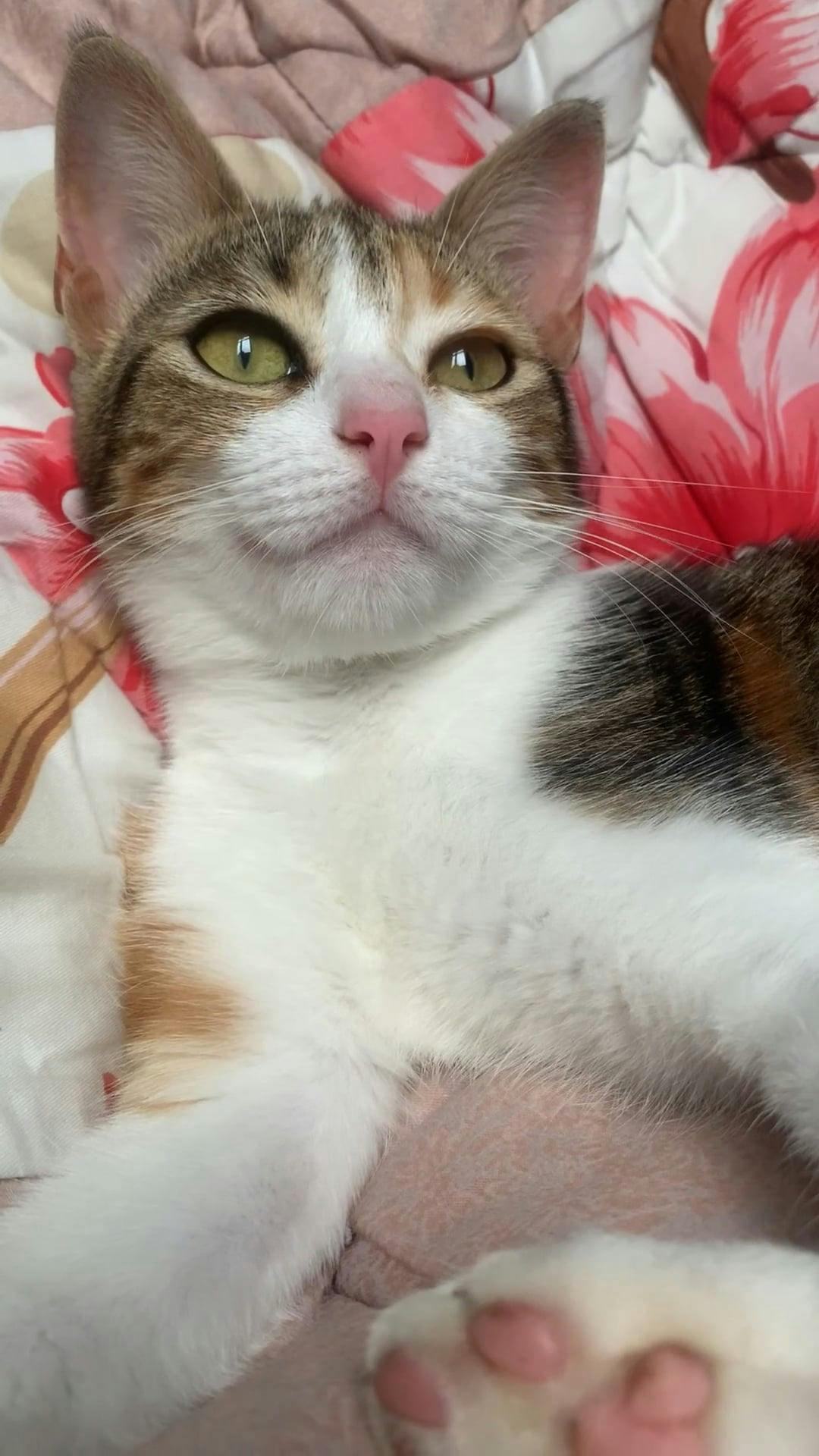 The Full Facial Features Of A Pet Cat Free Stock Video Footage, Royalty ...