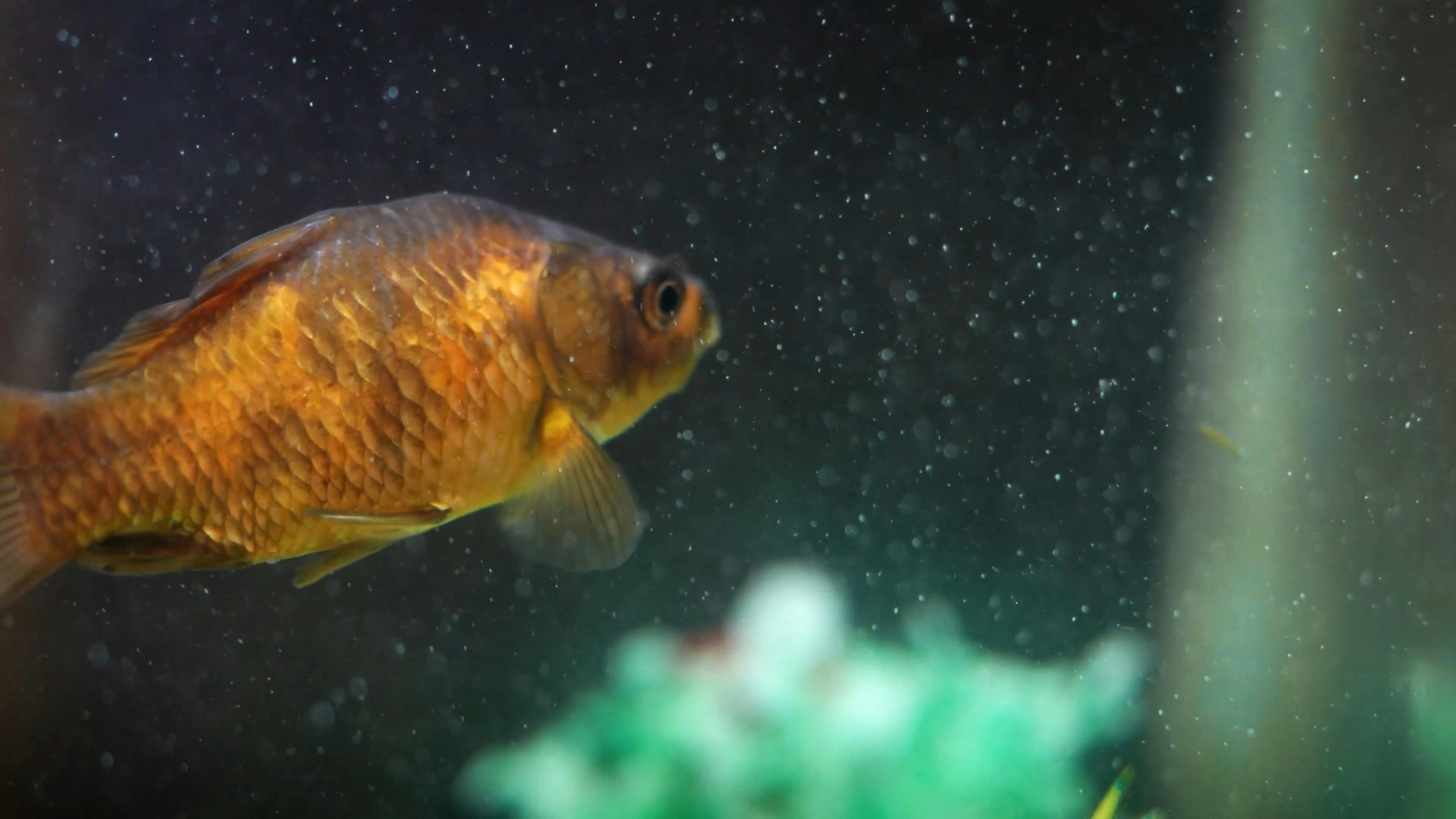 Magic Fish Videos, Download The BEST Free 4k Stock Video Footage ...