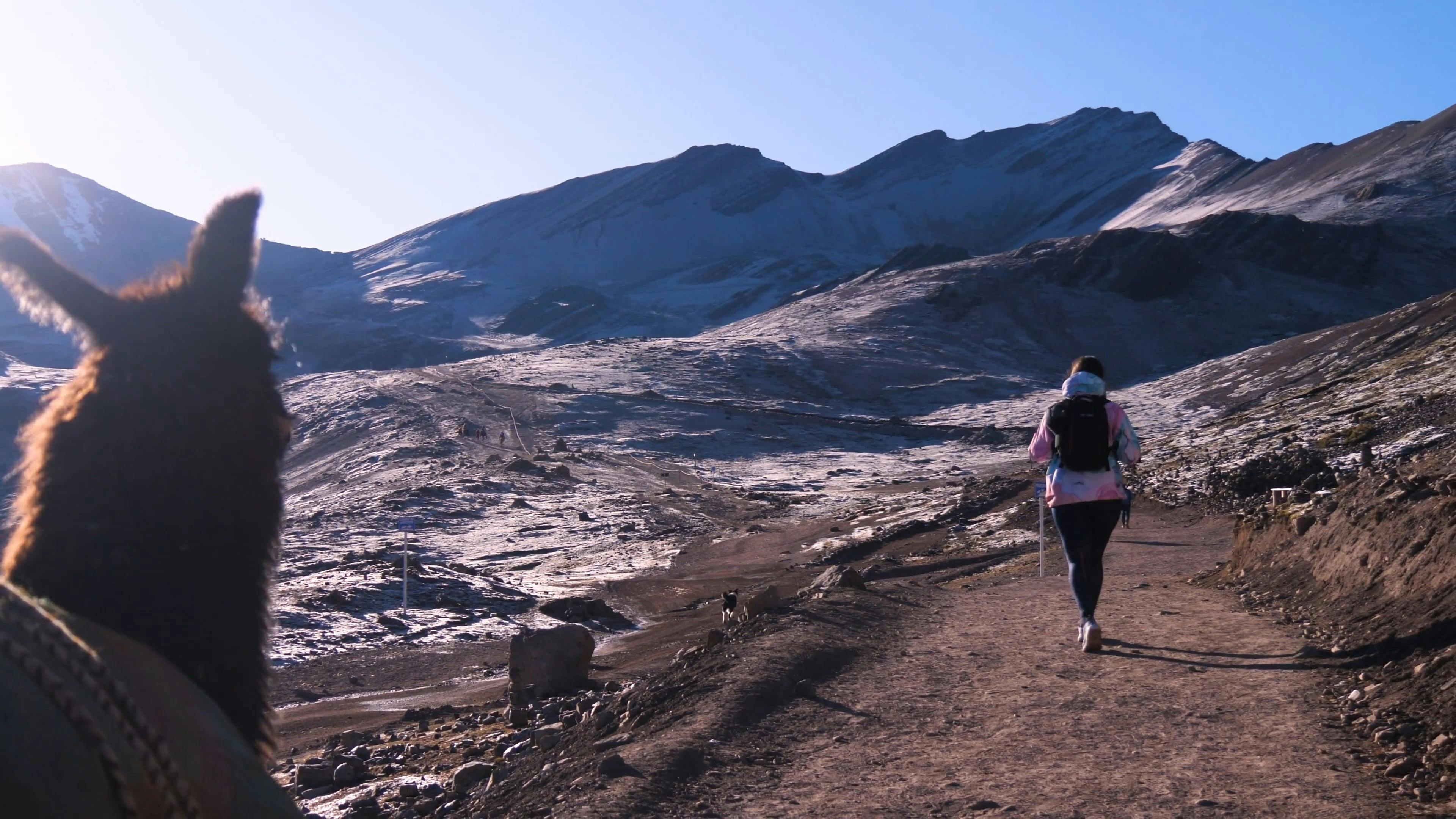 Vídeos de stock gratuitos sobre al aire libre, alpaca, alpacas, alta ...