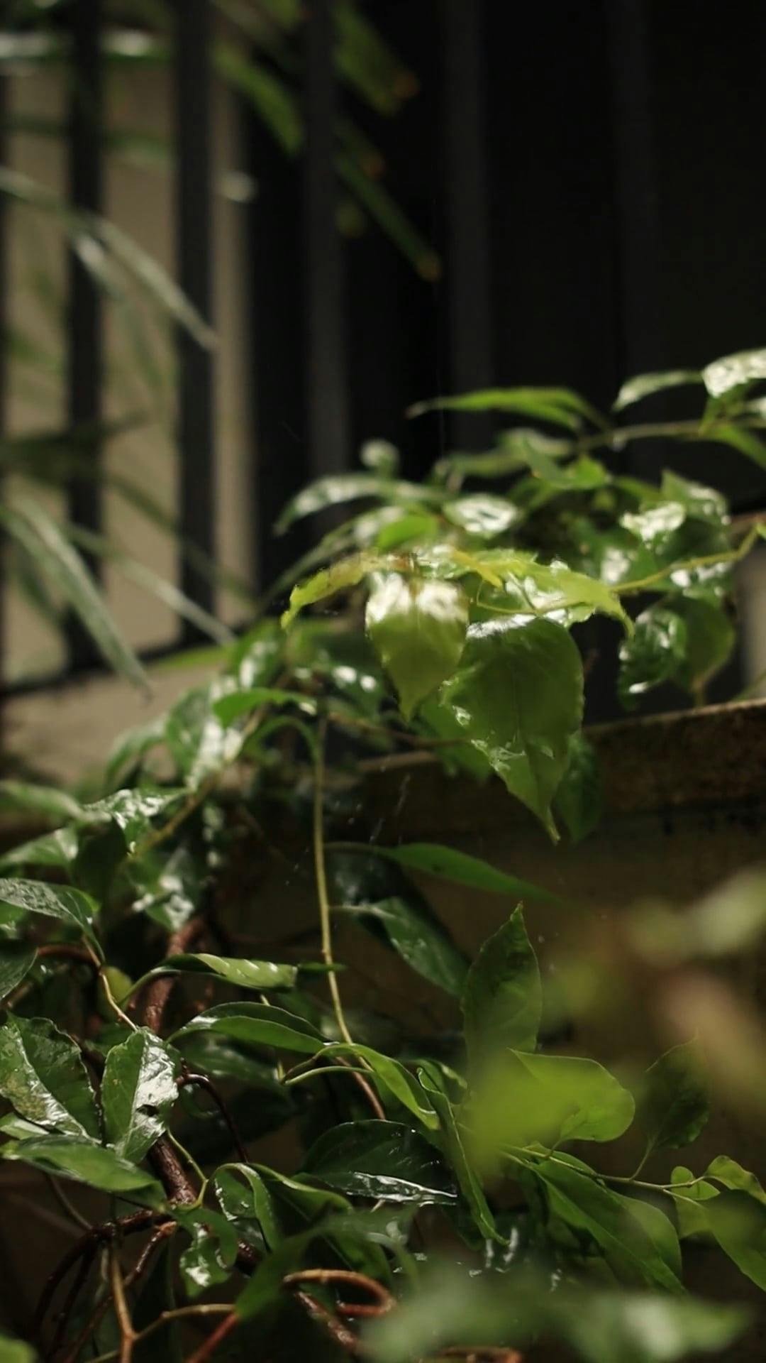 Climber Vines Videos, Download The BEST Free 4k Stock Video Footage ...