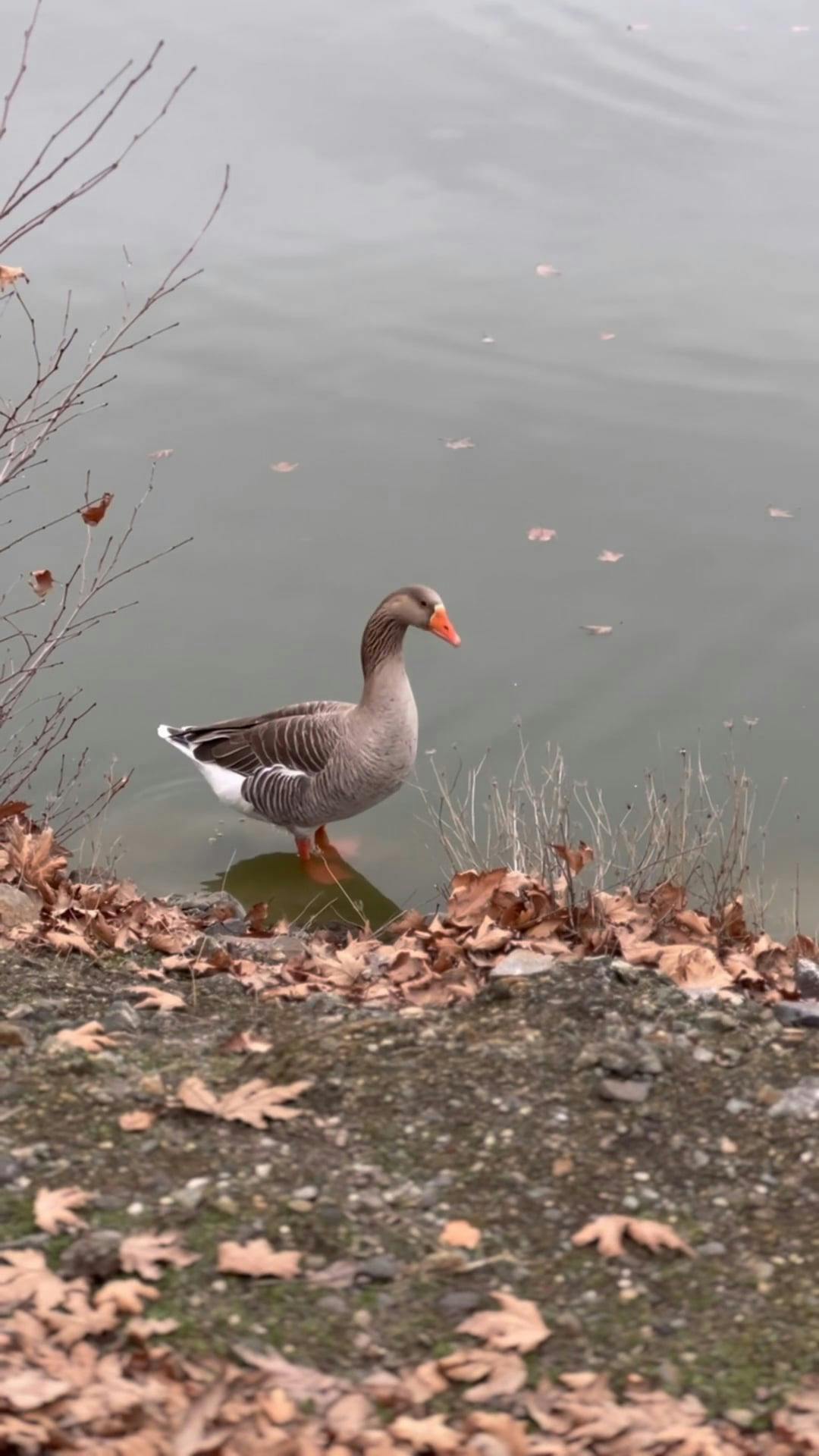 A goose is standing in the water near some leaves Free Stock Video ...