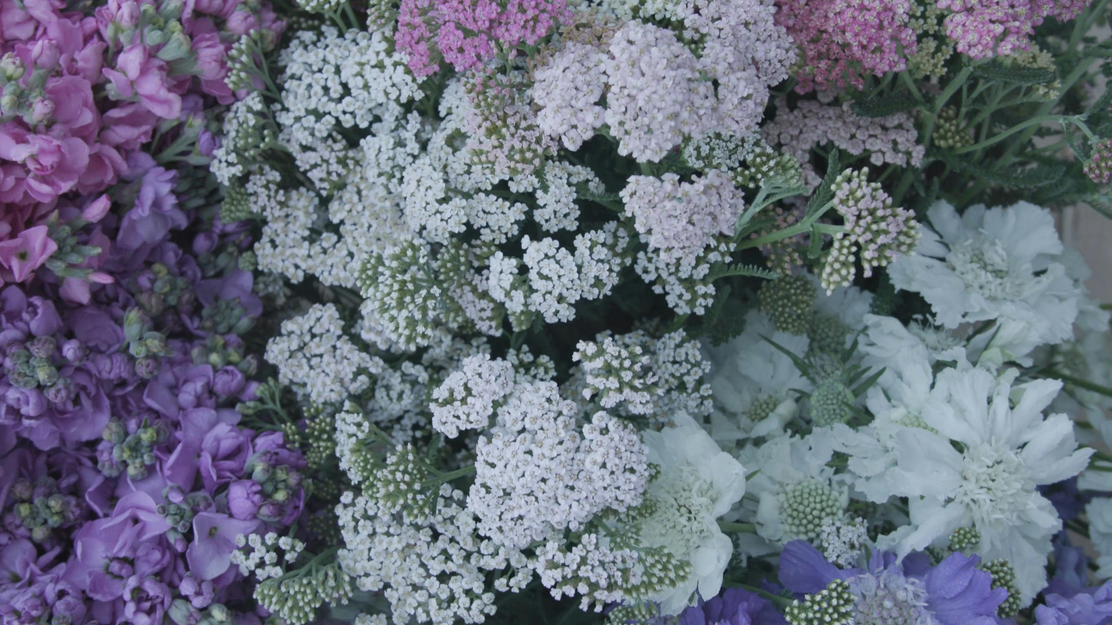 Yarrow Videos, Download The BEST Free 4k Stock Video Footage & Yarrow ...
