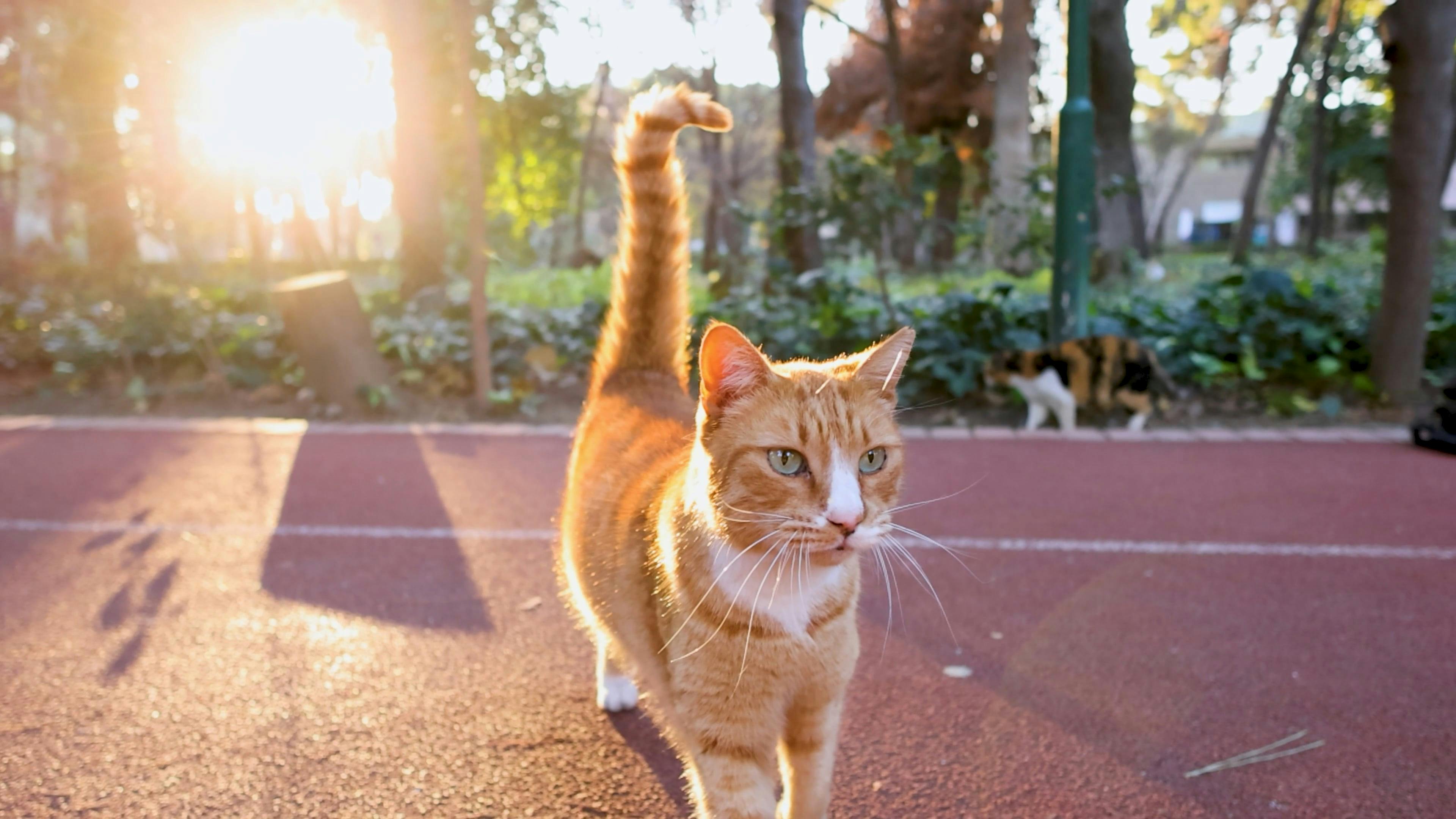 Angry Mop Videos, Download The BEST Free 4k Stock Video Footage & Angry ...