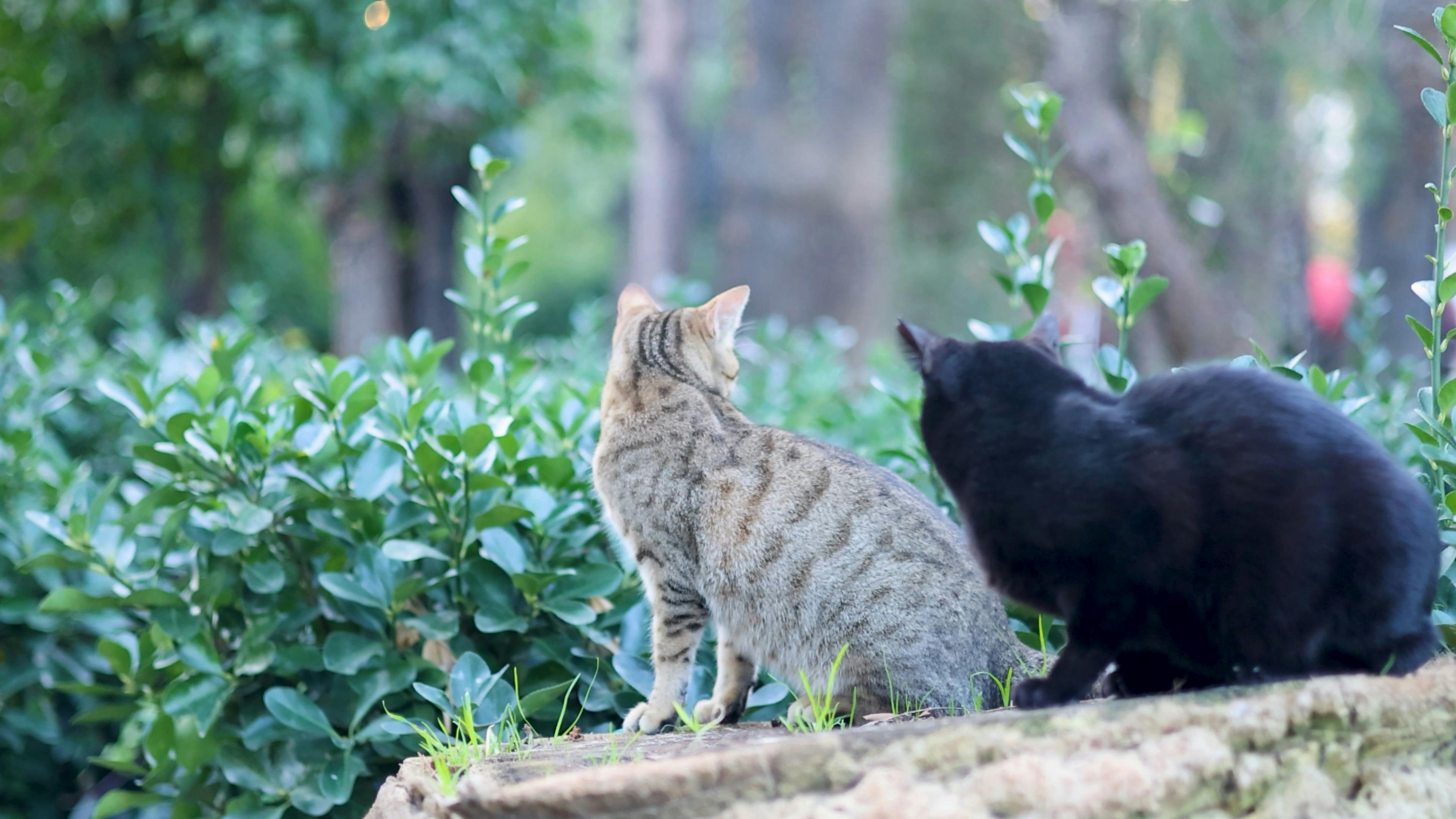 Vídeos de stock gratuitos sobre actividad lúdica, al aire libre, amante ...