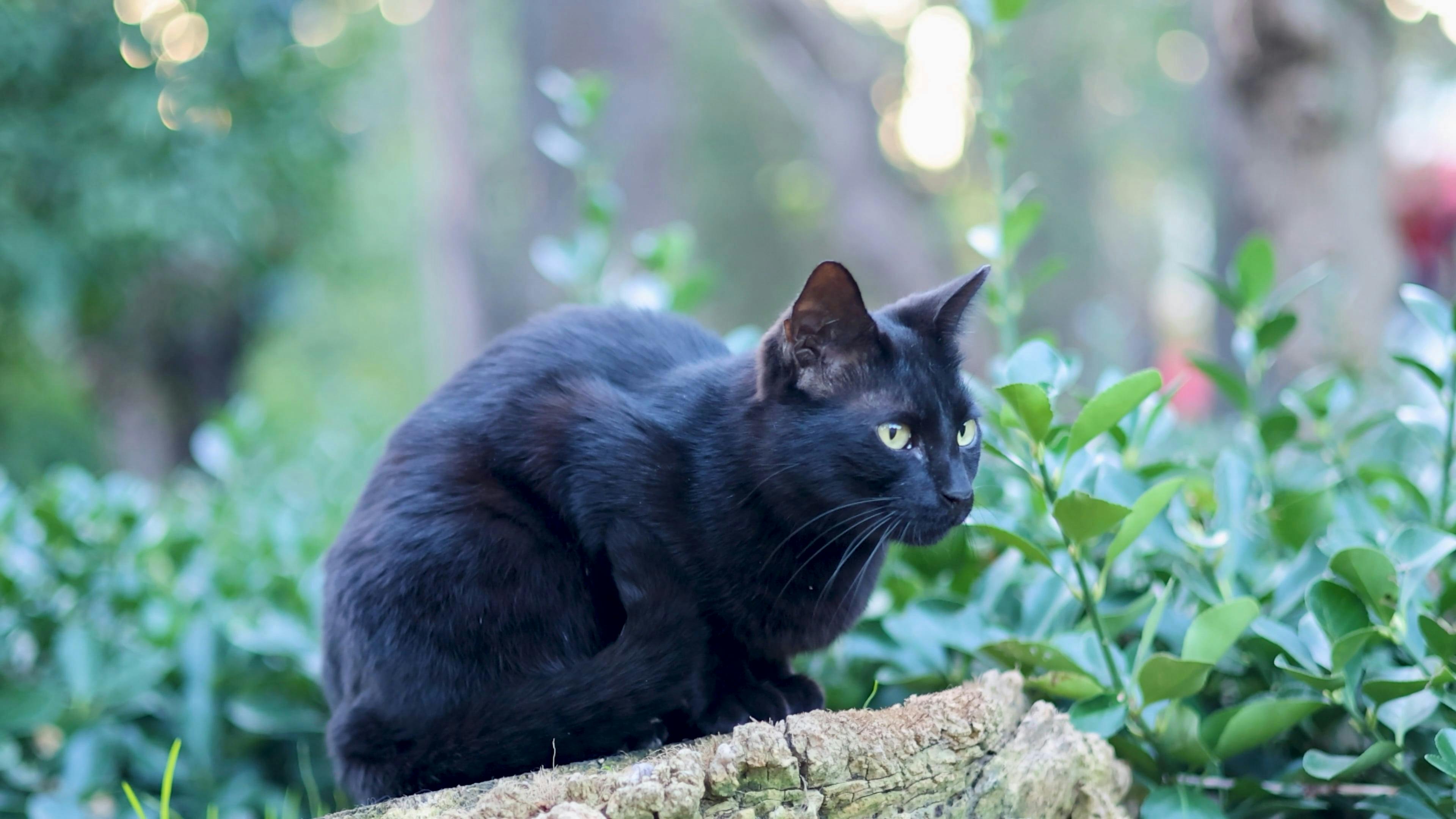 Black Cat Eye Videos, Download The BEST Free 4k Stock Video Footage ...