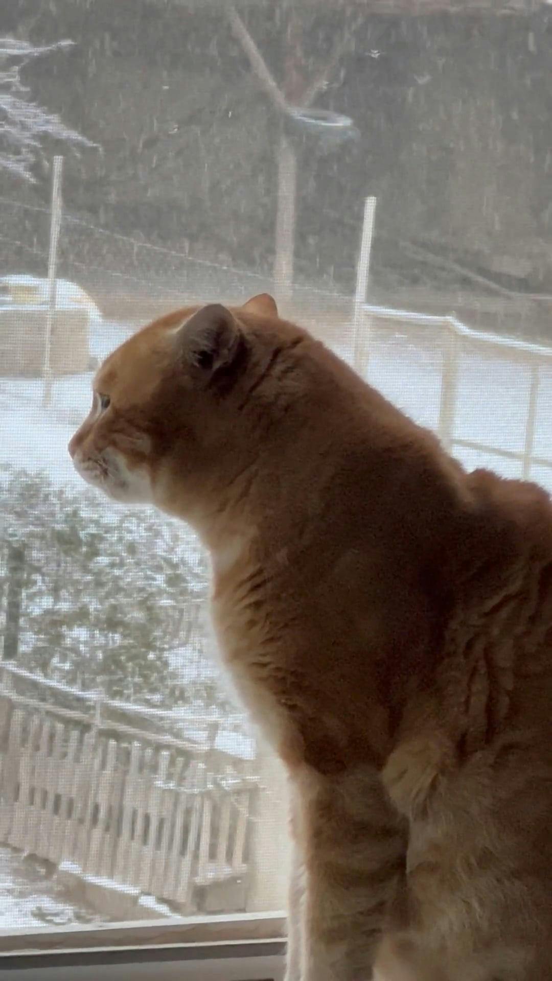 Video For Cats Videos, Download The BEST Free 4k Stock Video Footage ...