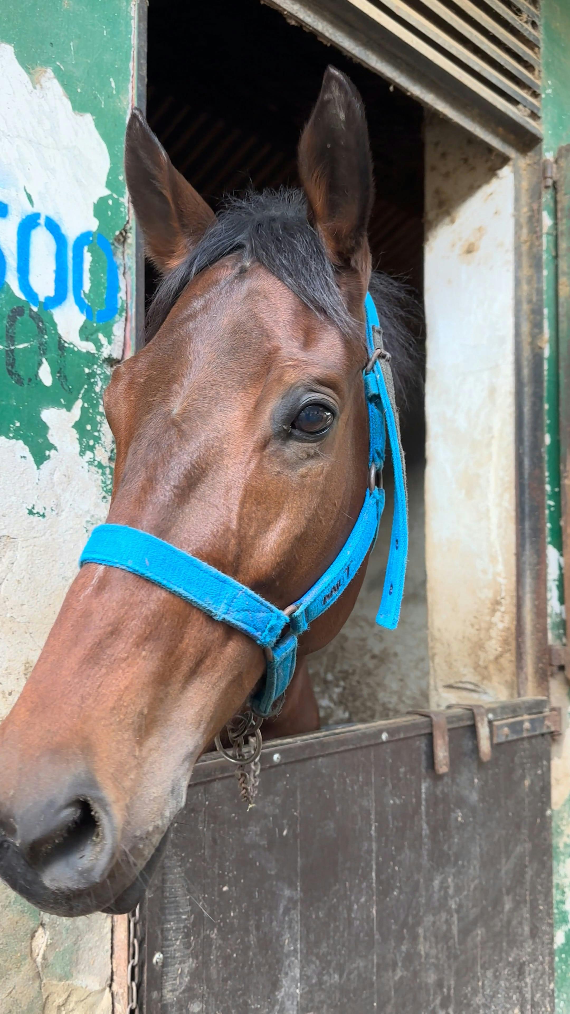 Vídeos de stock gratuitos sobre agua, américa del sur, animal ...