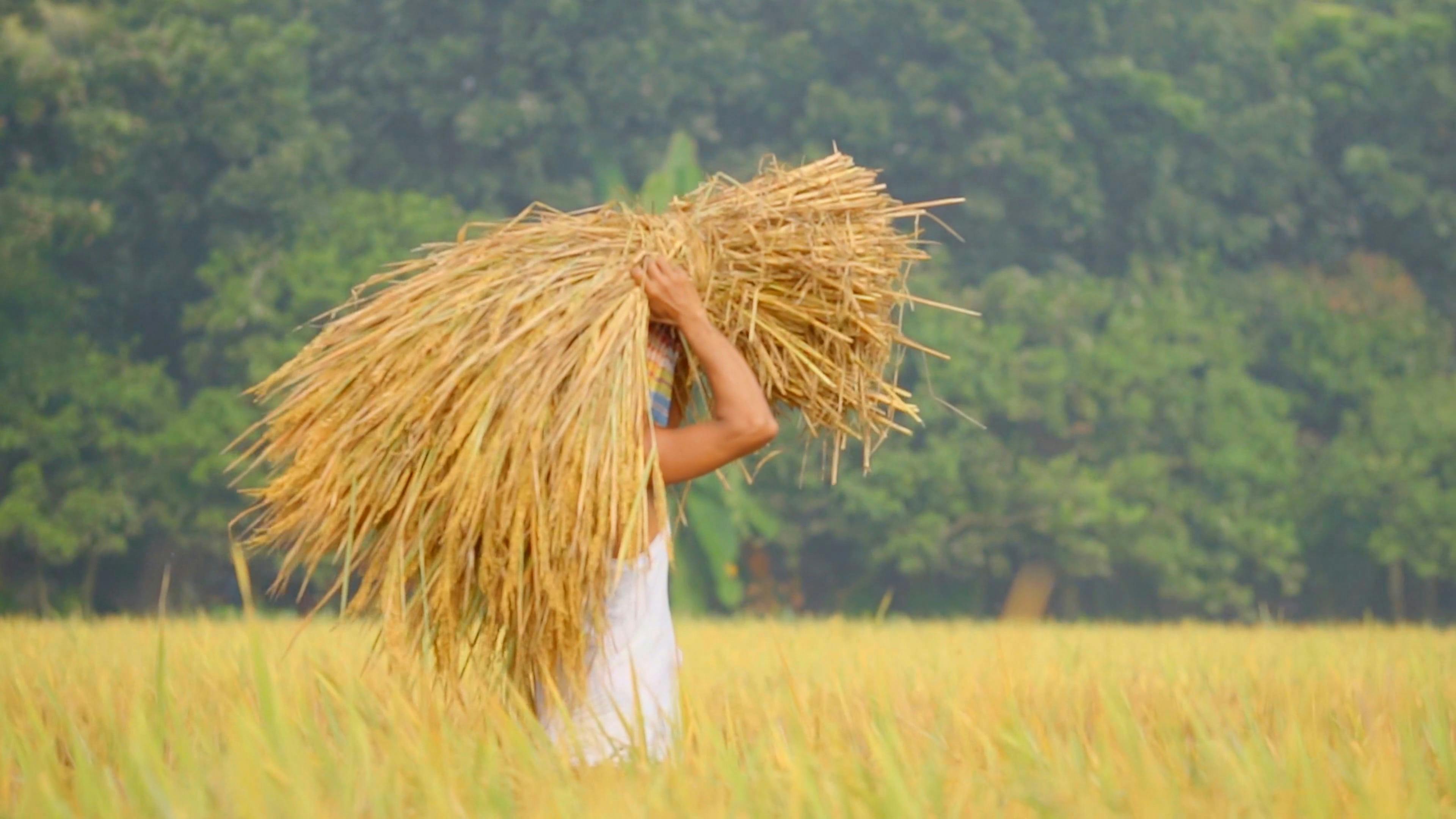 A man carrying a bundle of rice in a field Free Stock Video Footage ...