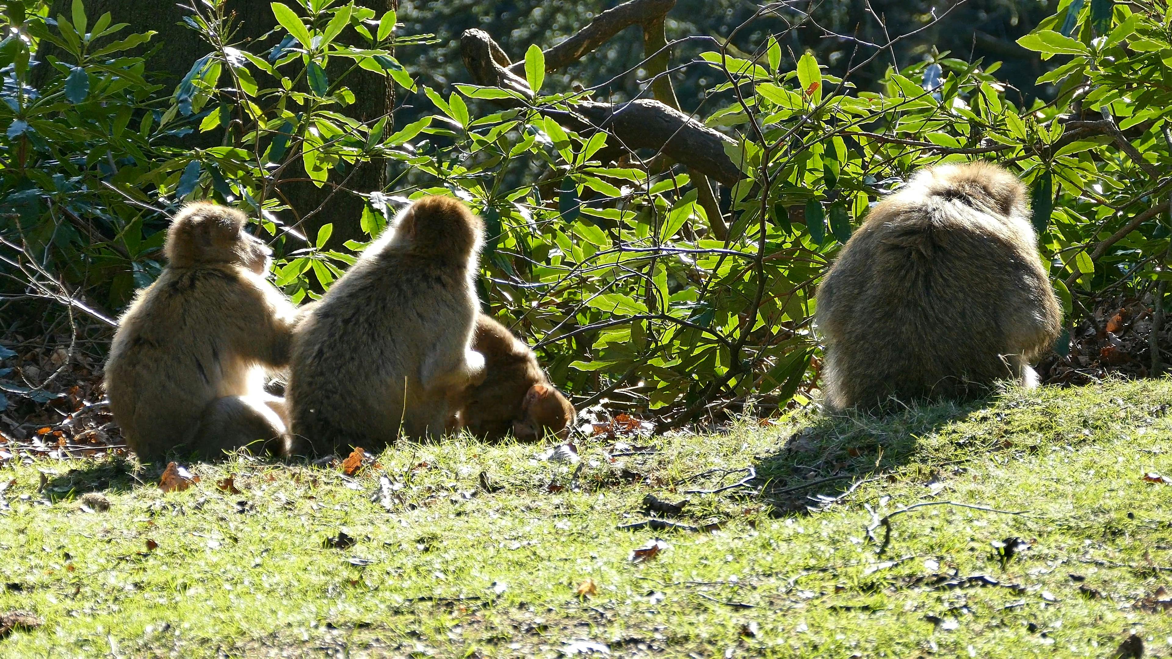 Monkeys Videos, Download The BEST Free 4k Stock Video Footage & Monkeys ...