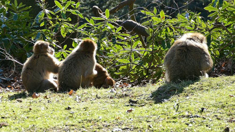 236+ Best Free Monkeys 4K Stock Video Footage & Royalty-Free HD Video Clips