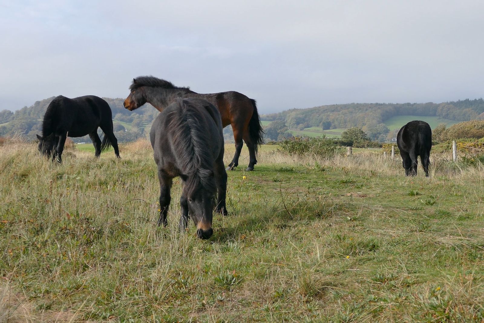 Human+Pony+Shoulder+Riding+Videos Videos, Download The BEST Free 4k ...
