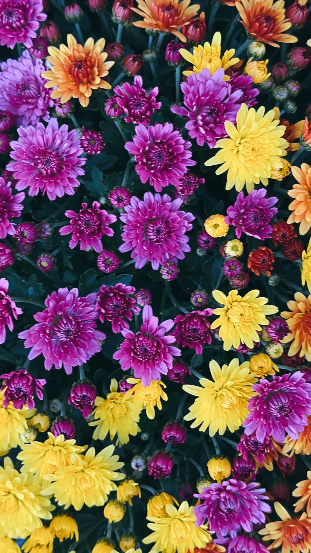 Vibrant Floral Display of Chrysanthemums Free Stock Video Footage ...