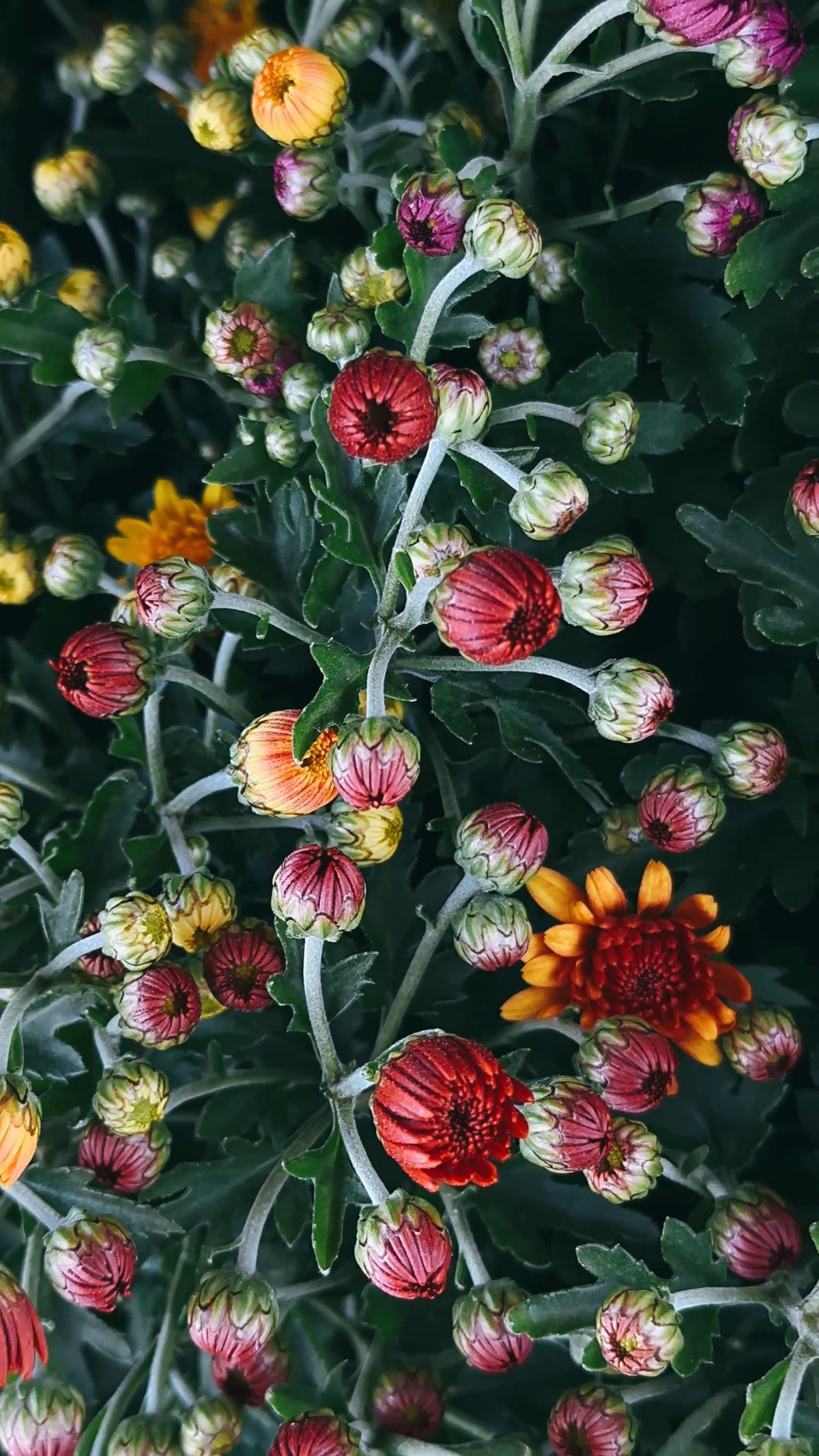 Flowers Videos, Download The BEST Free 4k Stock Video Footage & Flowers ...