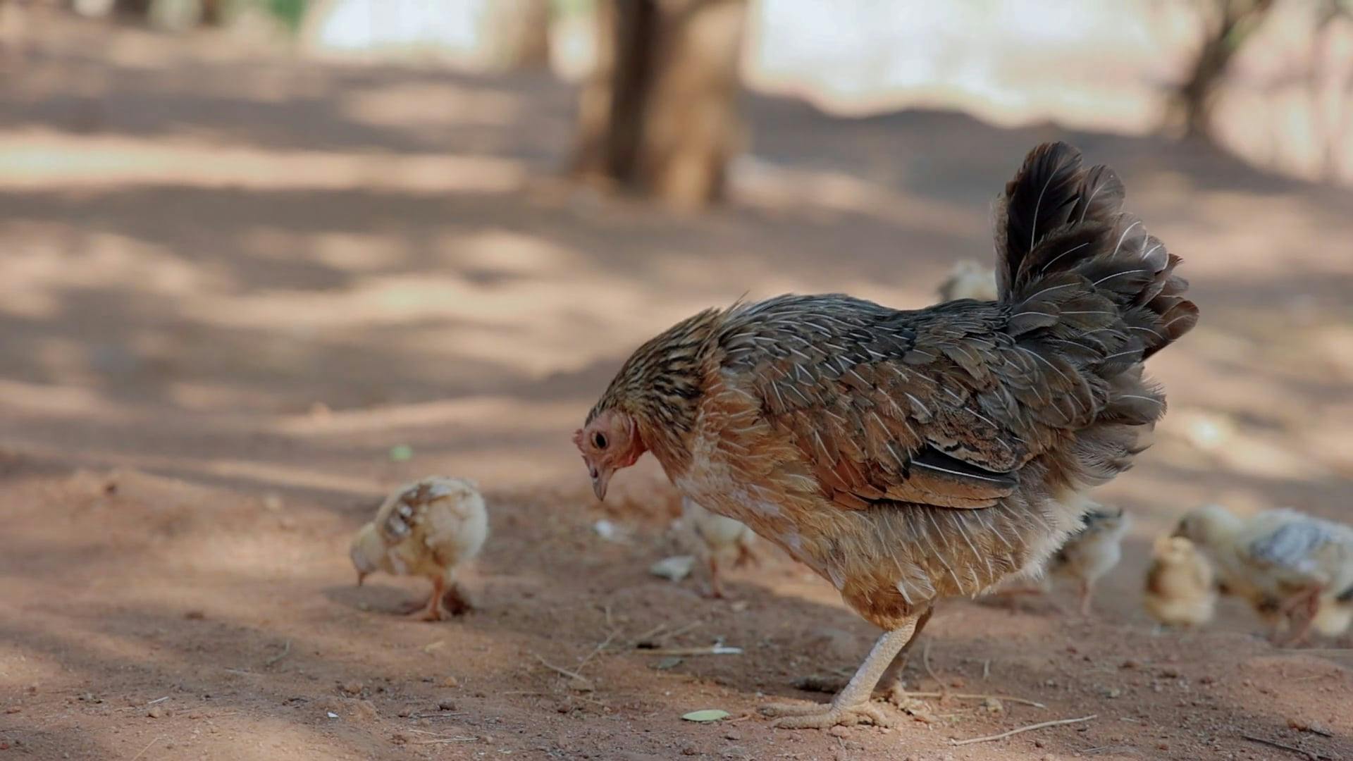 Vídeos de stock gratuitos sobre 50 fps, áfrica, agricultura, al aire ...
