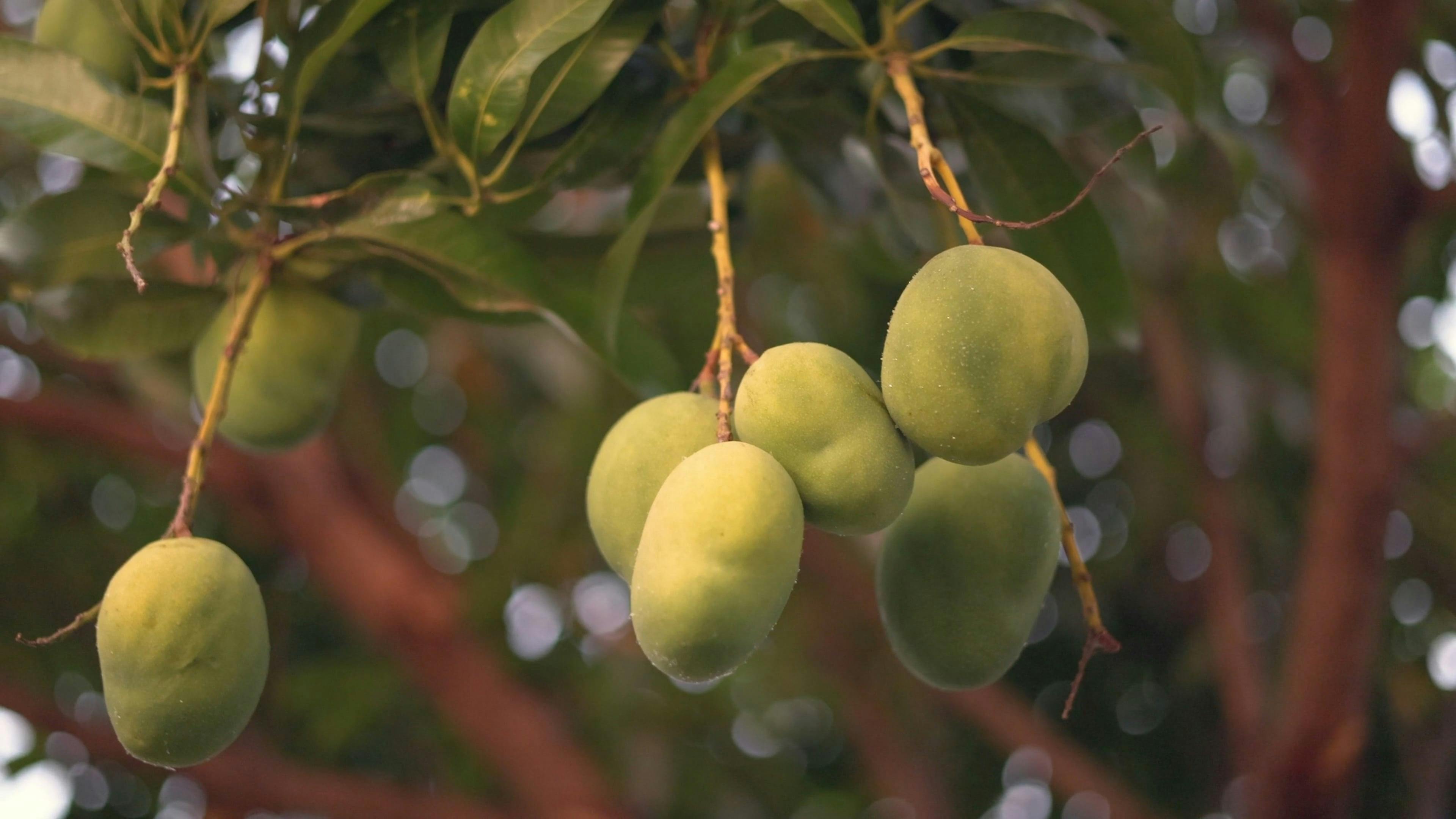 Mangoes Backgrounds Videos, Download The BEST Free 4k Stock Video ...