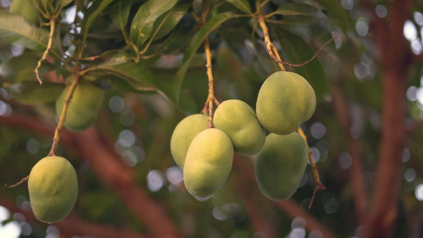 Mango Tree Videos, Download The BEST Free 4k Stock Video Footage ...
