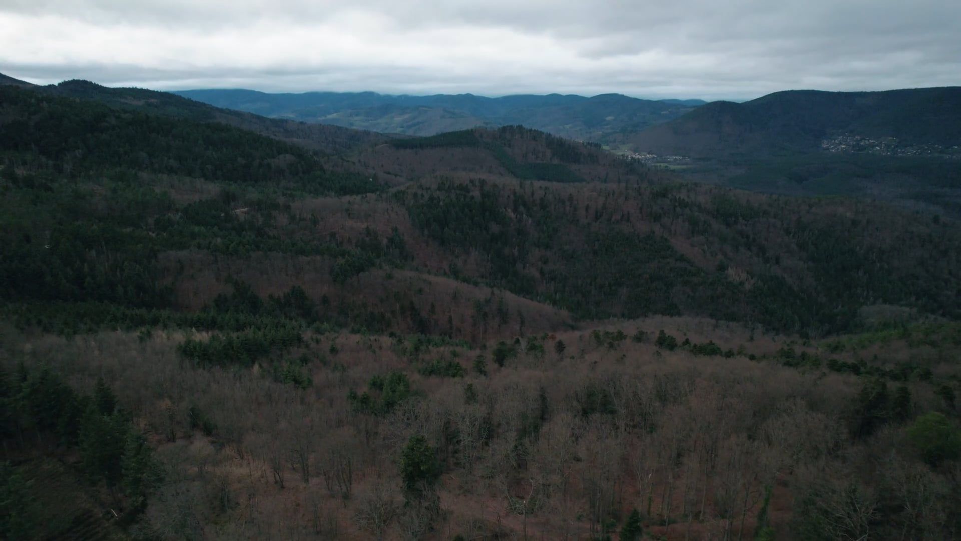 a forest at nightfall 2 Free Stock Video Footage, Royalty-Free 4K & HD ...