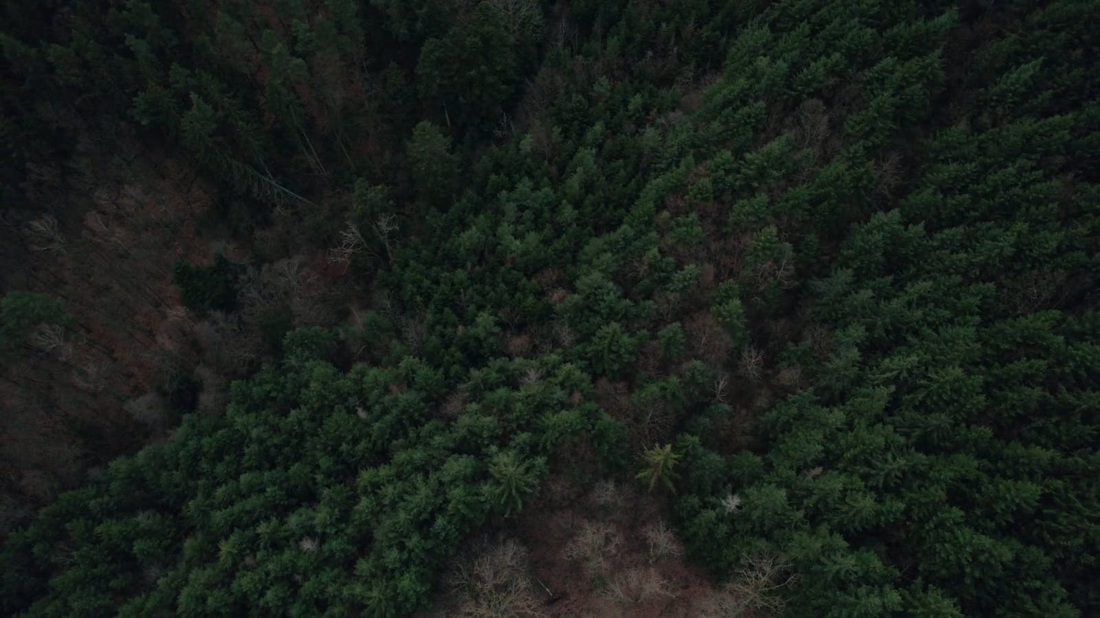 Forest Drone Videos, Download The BEST Free 4k Stock Video Footage ...