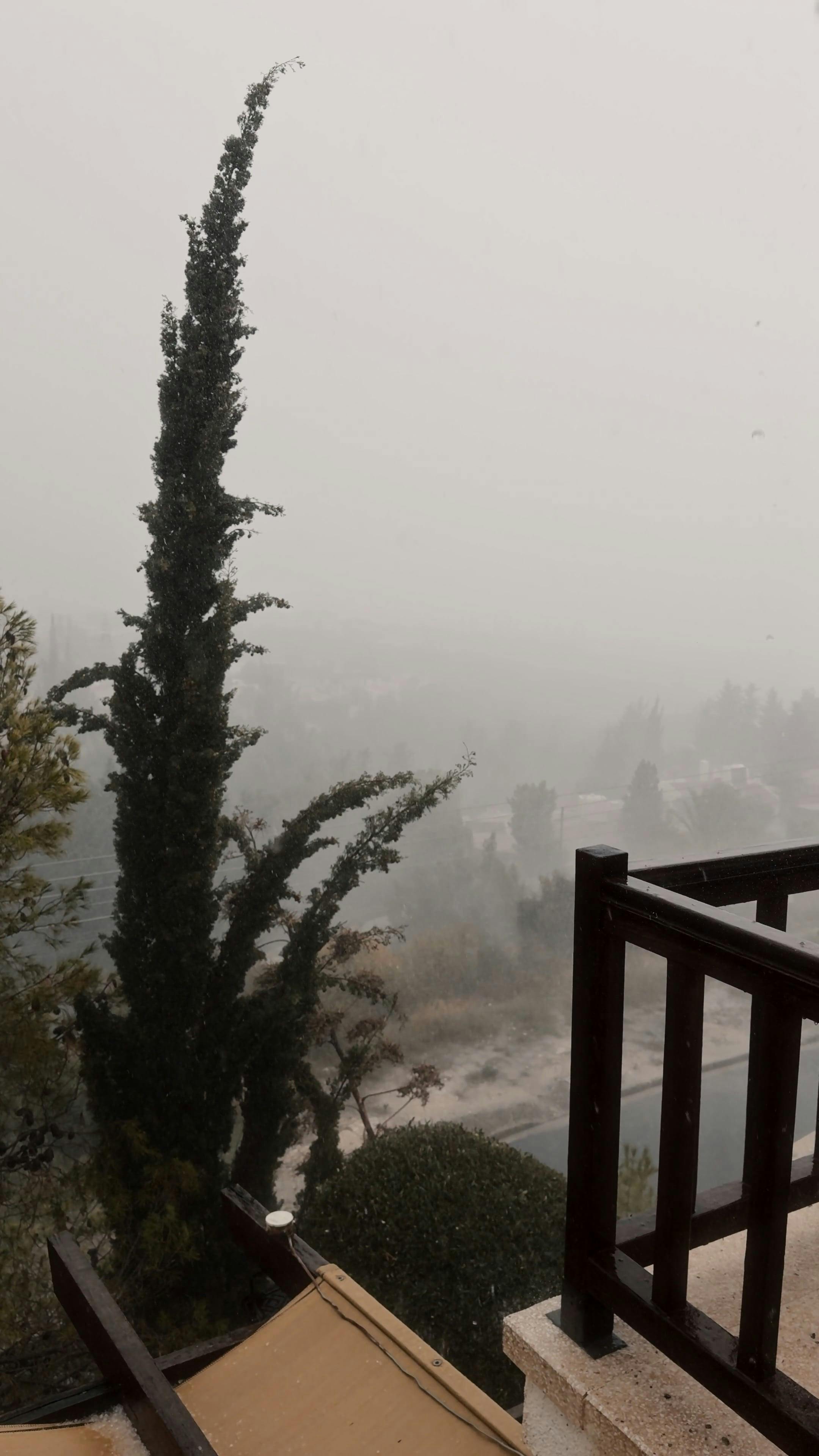 Cyprus Tree Videos, Download The BEST Free 4k Stock Video Footage ...