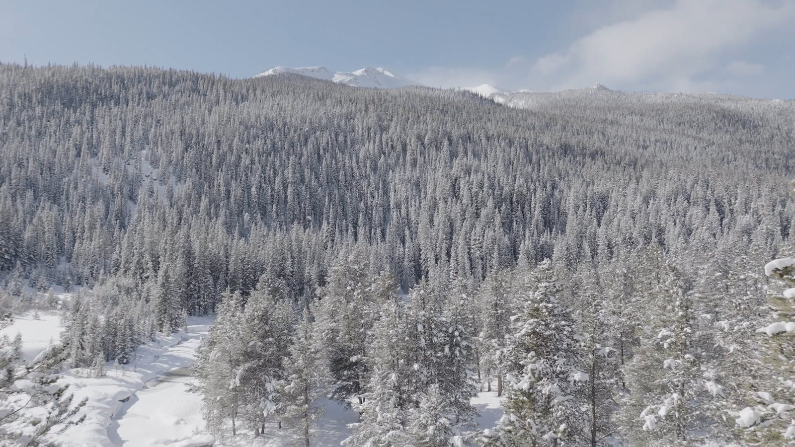 Cinematic Forest Videos, Download The BEST Free 4k Stock Video Footage ...