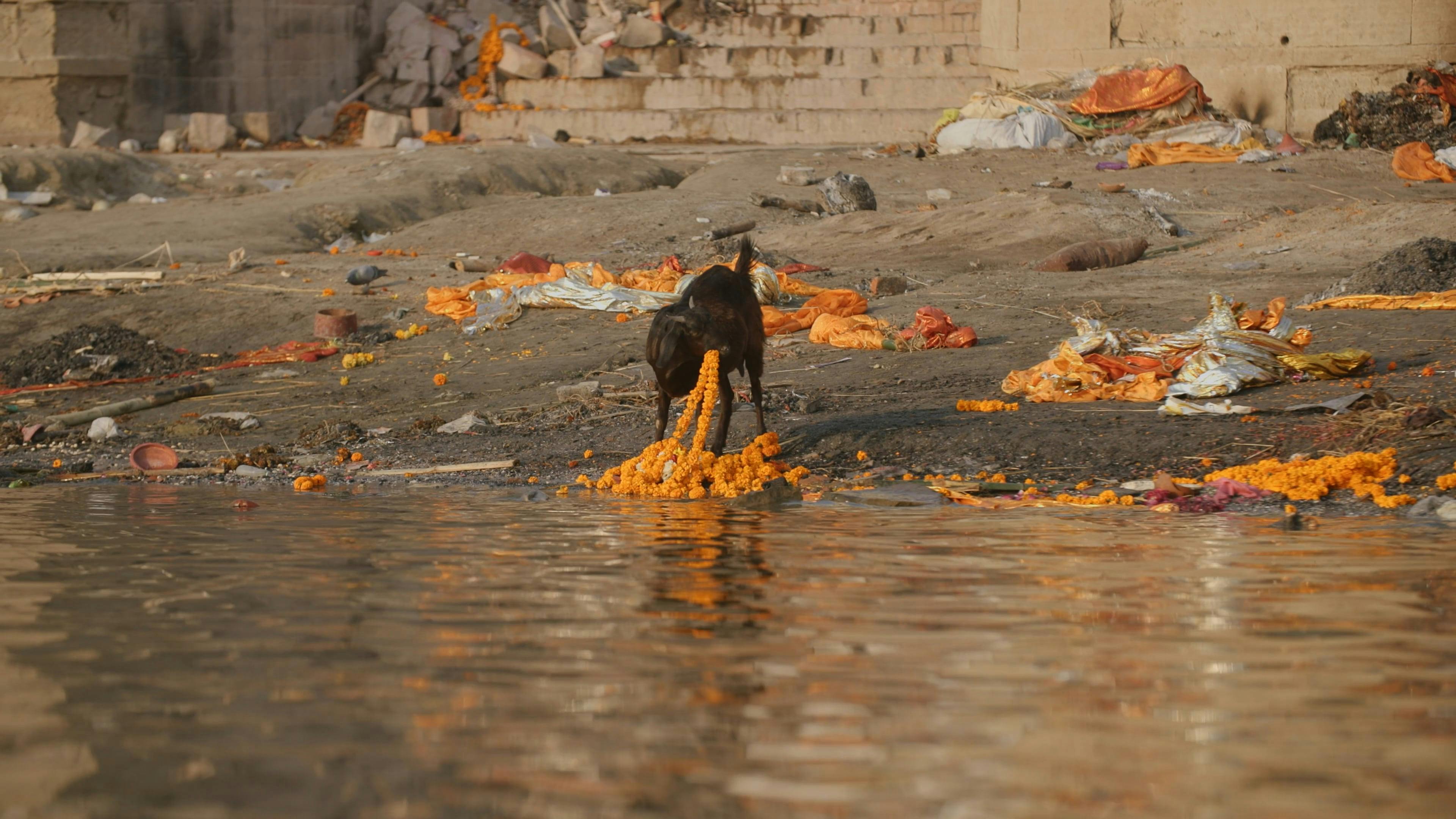 Water Pollution And Animal Videos, Download The BEST Free 4k Stock ...