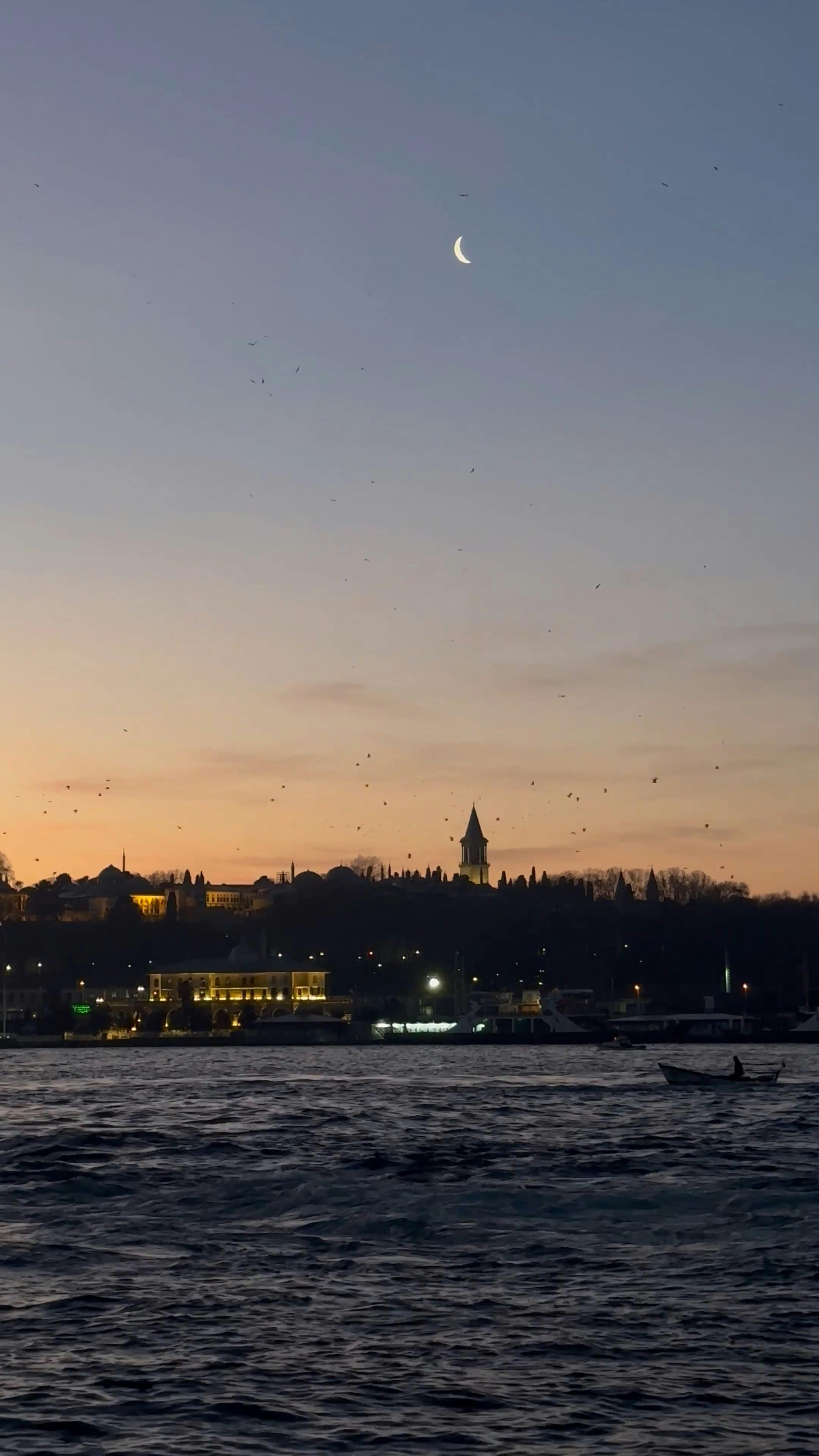 Seagulls At Night Videos, Download The BEST Free 4k Stock Video Footage ...