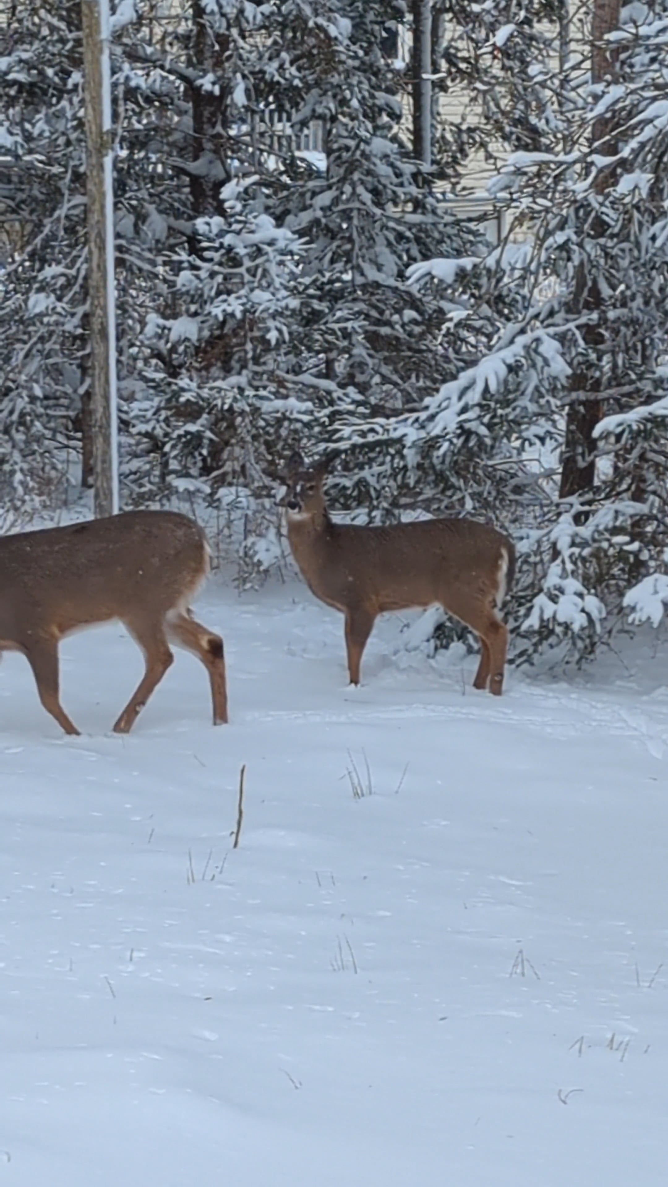 Reindeer Walking In Snow Videos, Download The BEST Free 4k Stock Video ...