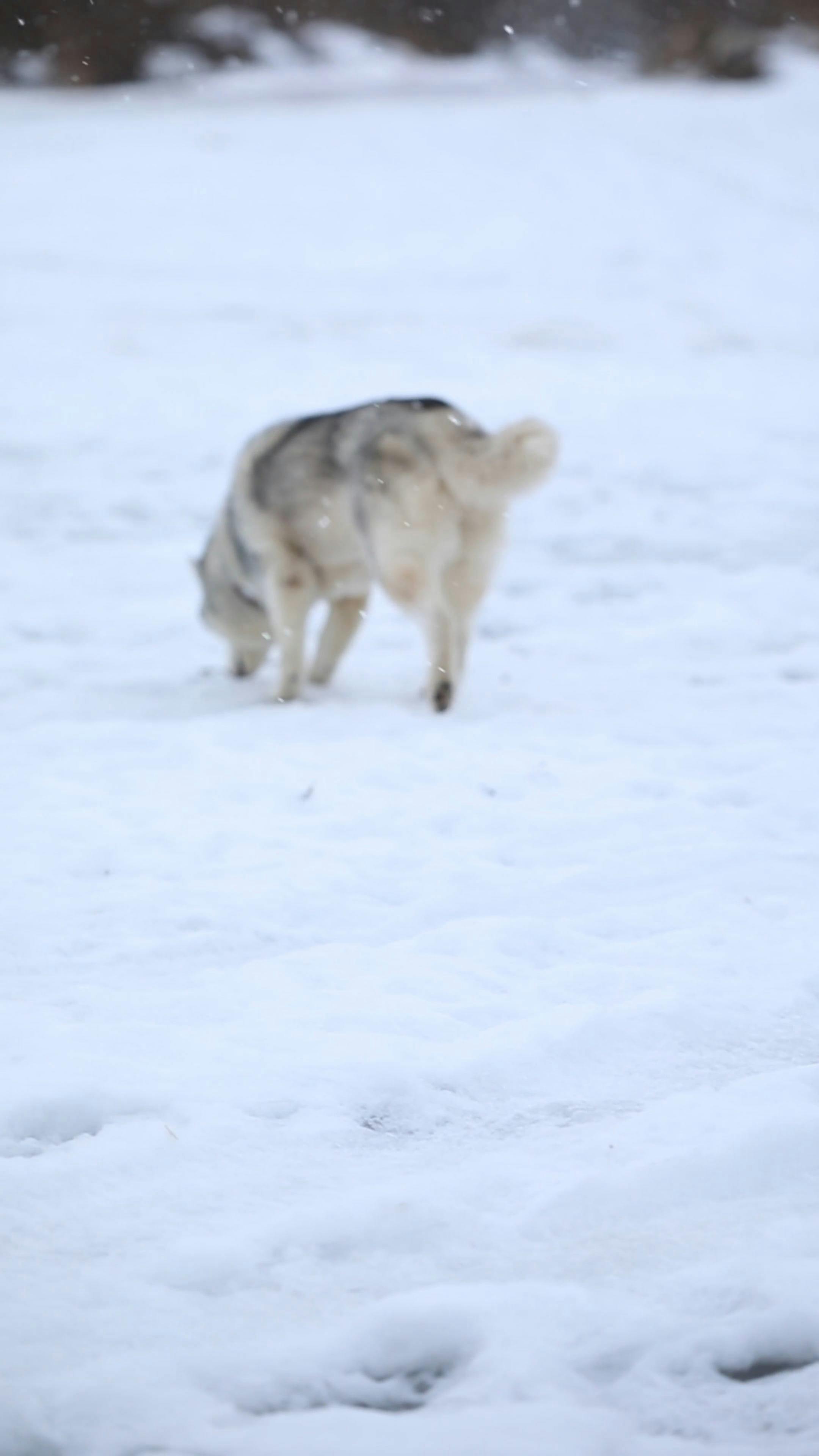 Wolf In Snow Videos, Download The BEST Free 4k Stock Video Footage ...