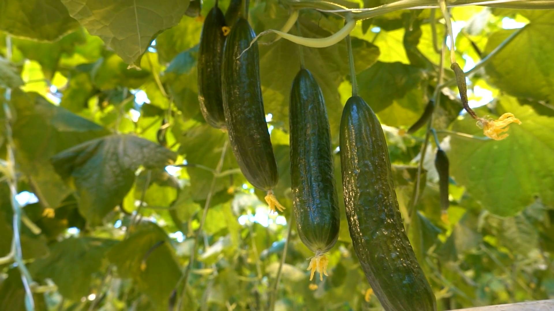 Zucchini growing on a vine in a garden Free Stock Video Footage ...