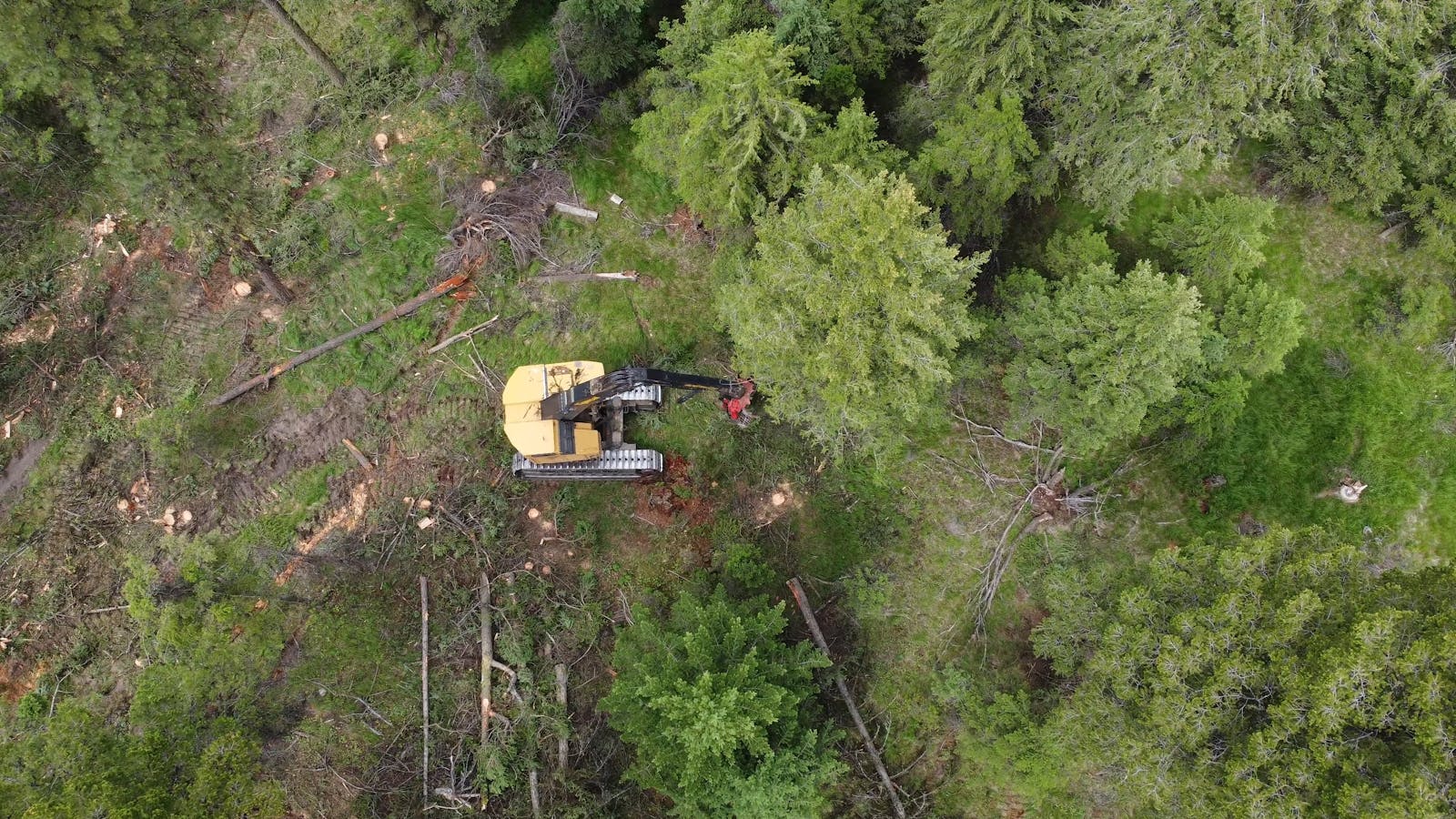 Deforestation Videos, Download The BEST Free 4k Stock Video Footage ...