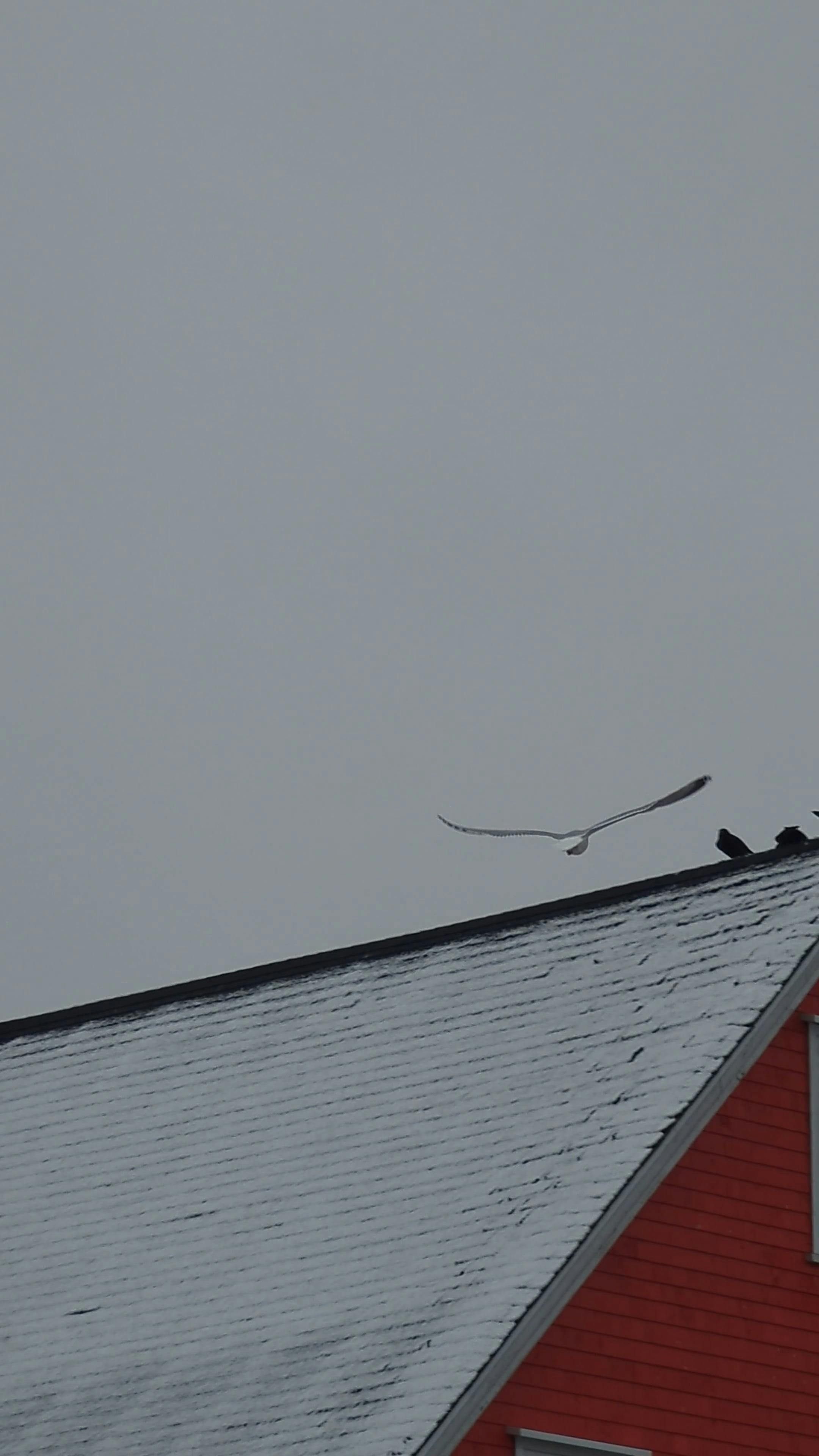 Vídeos de stock gratuitos sobre al aire libre, américa del norte ...