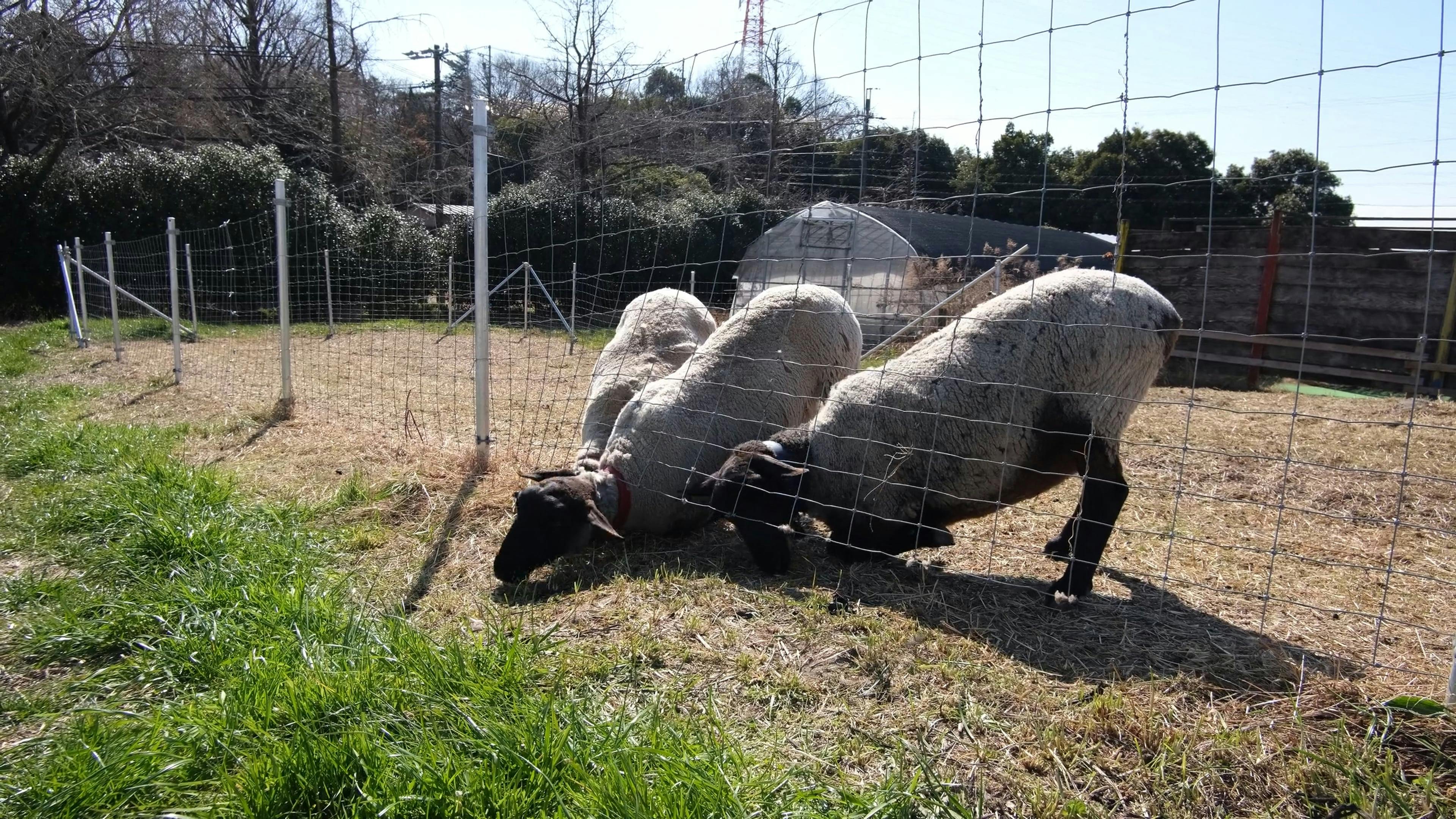 Sheep grazing in a fenced in area Free Stock Video Footage, Royalty ...